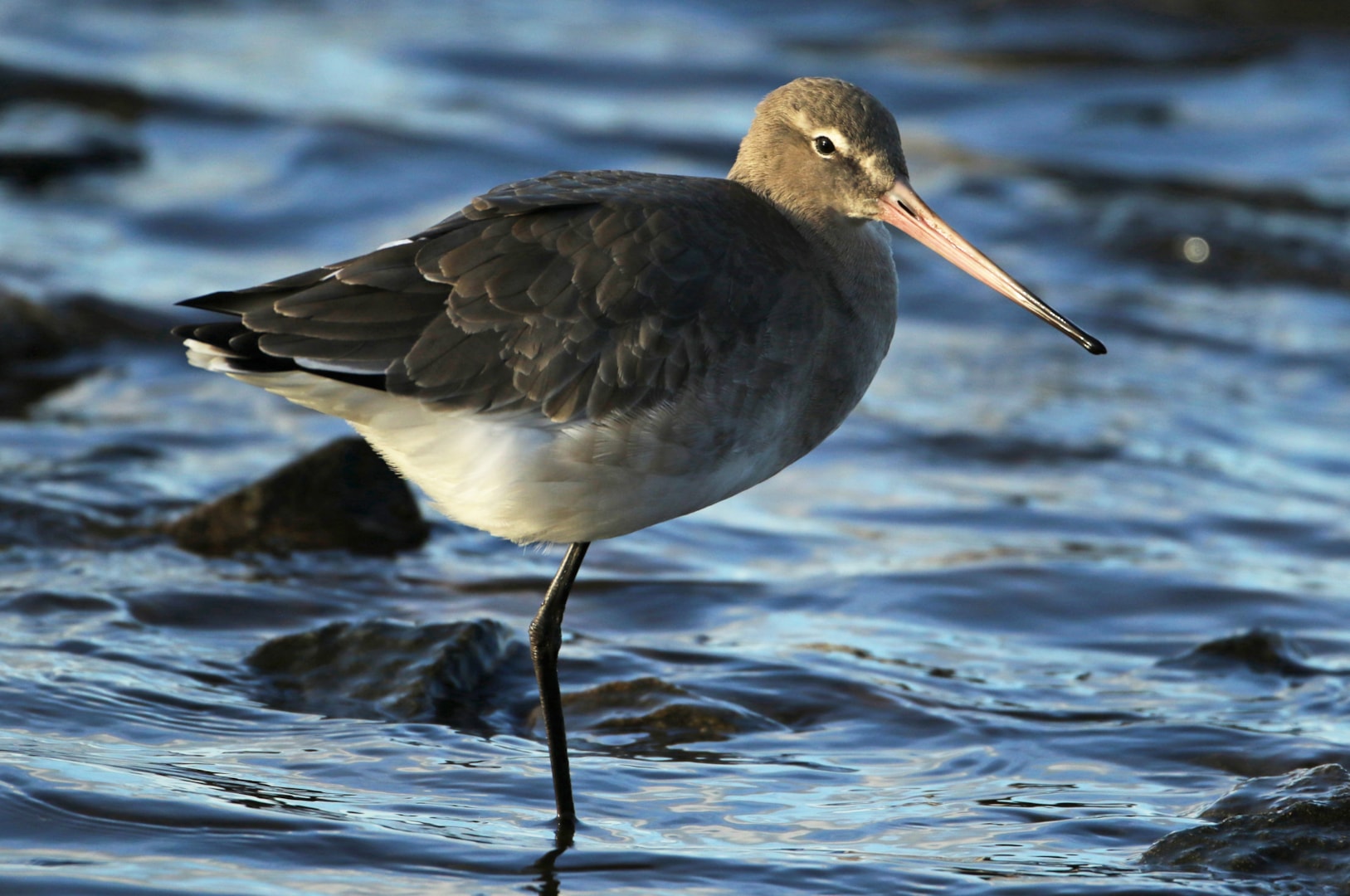 Black-tailed Godwit by Jon Mercer - BirdGuides