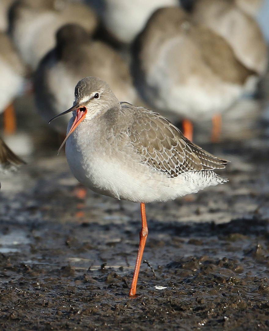 Spotted Redshank by Jon Mercer - BirdGuides