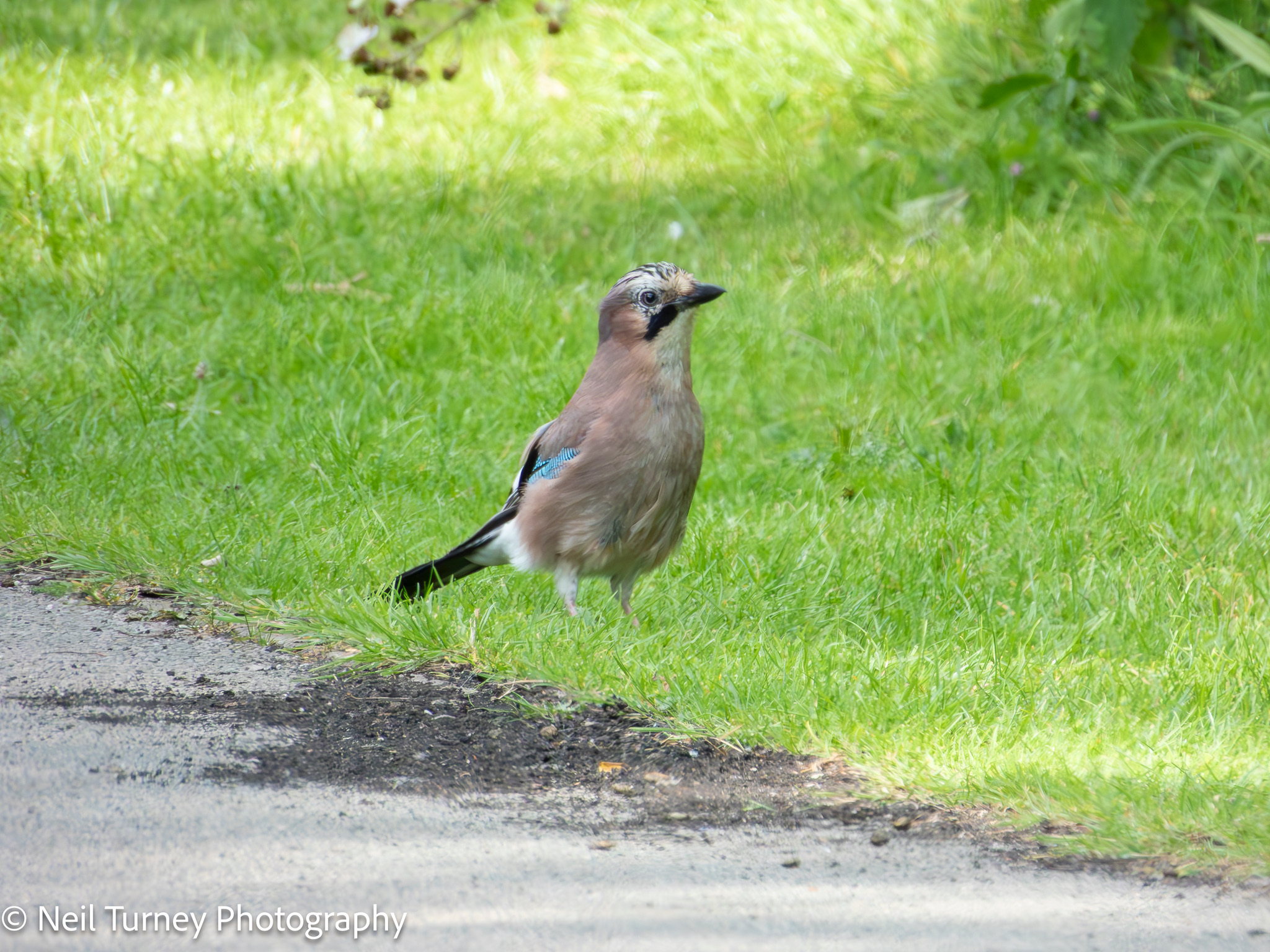Birdwatching Sites in Cheshire - BirdGuides