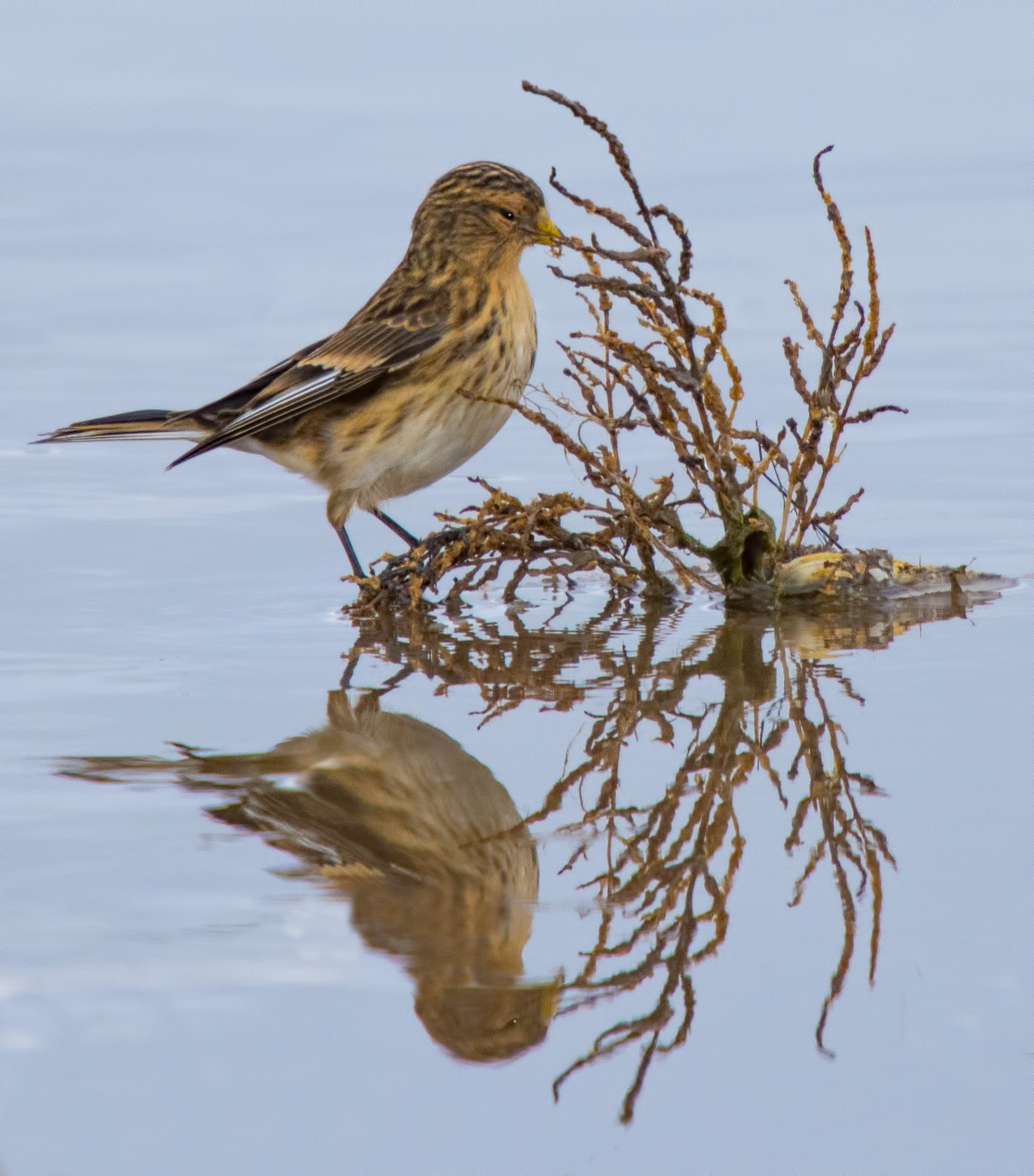 Twite by John Tymon - BirdGuides