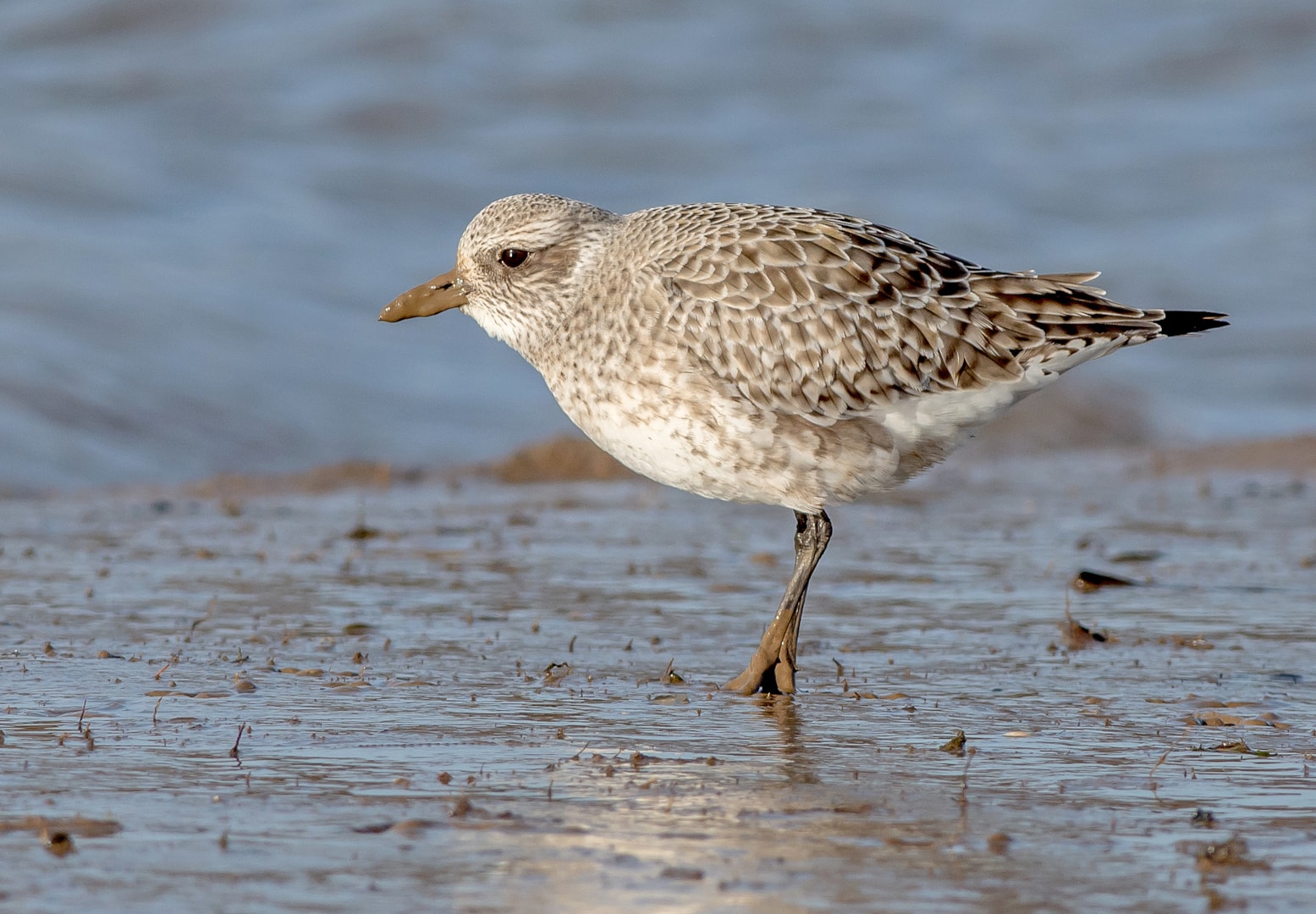 Grey Plover by Jeff Lack - BirdGuides