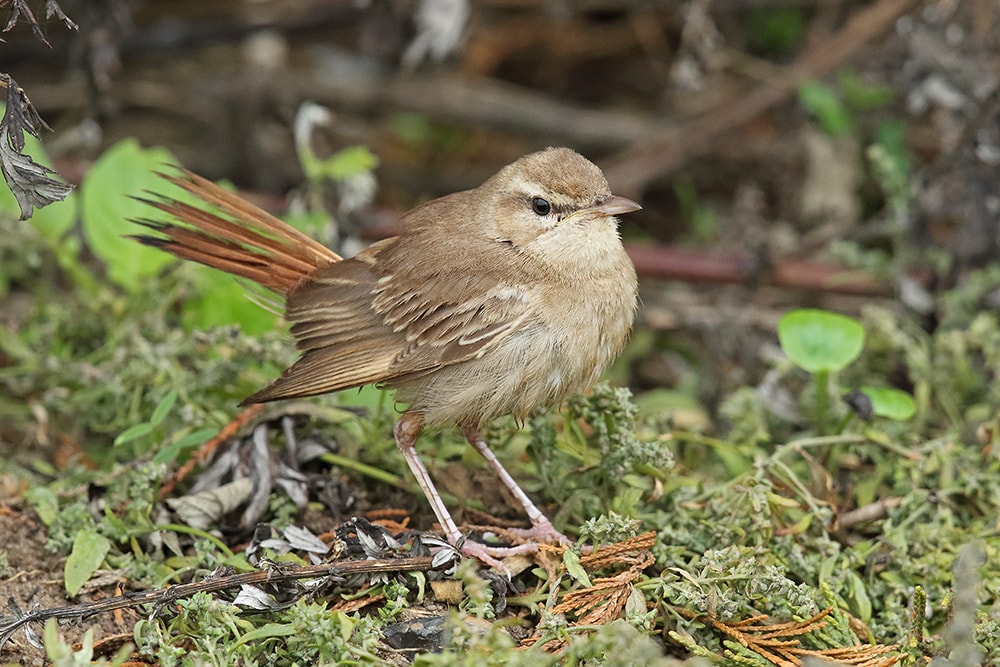 Rufous-tailed Scrub Robin by Gary Thoburn - BirdGuides