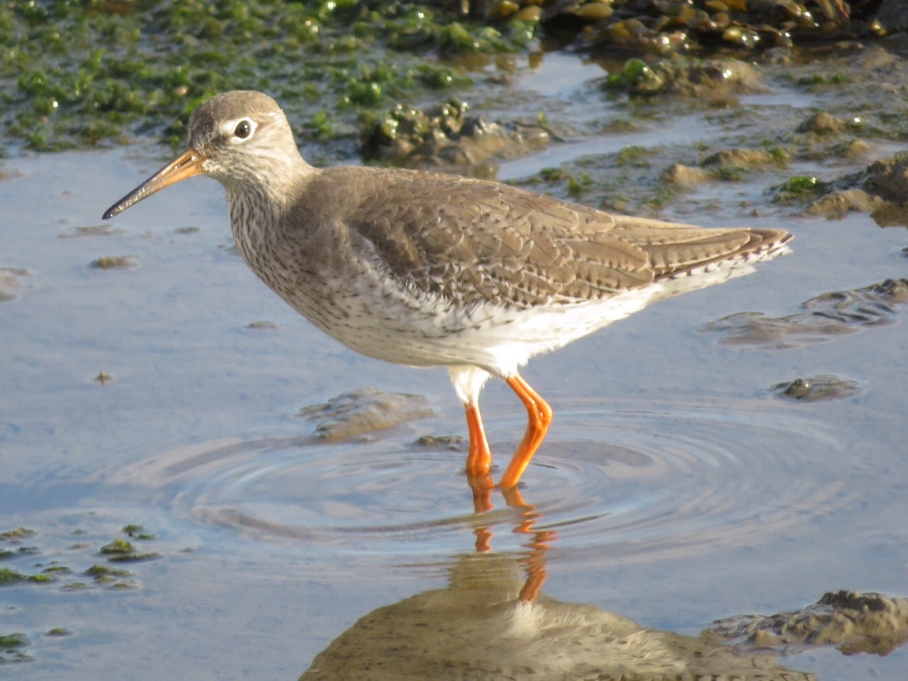Common Redshank by Daniel Bell - BirdGuides