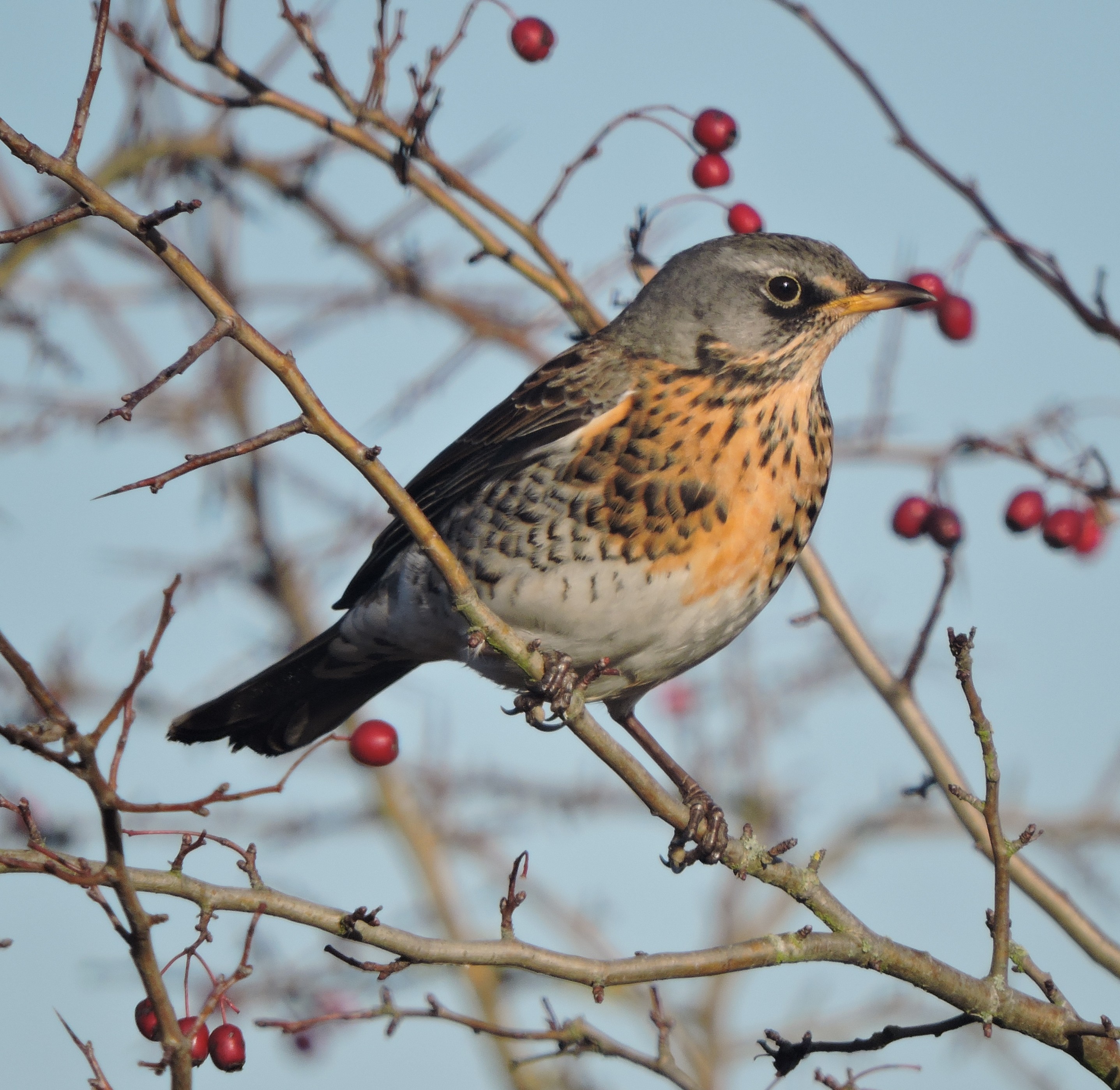 Fieldfare by Bill Plumb - BirdGuides