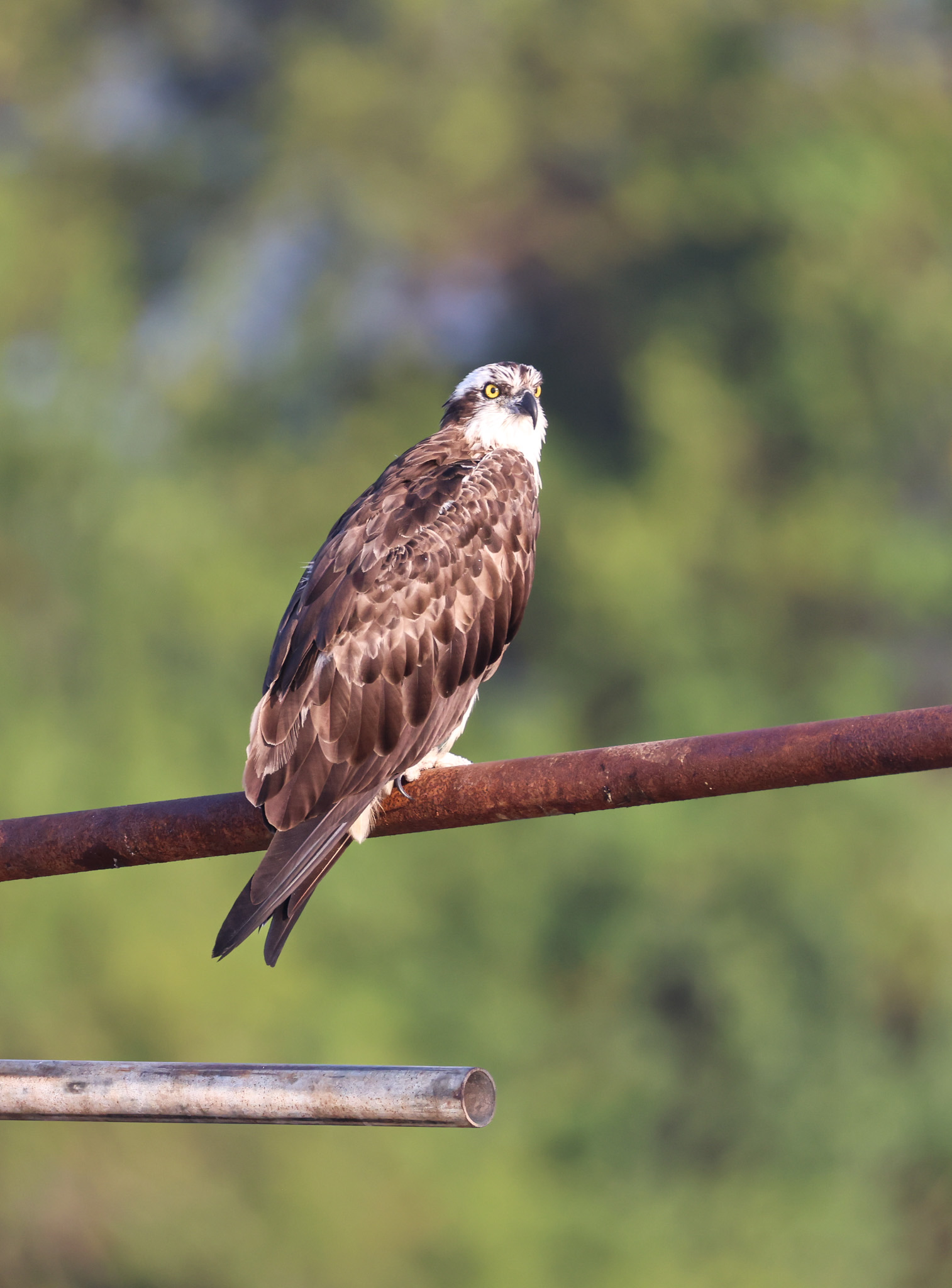 Osprey by Mark Albini - BirdGuides
