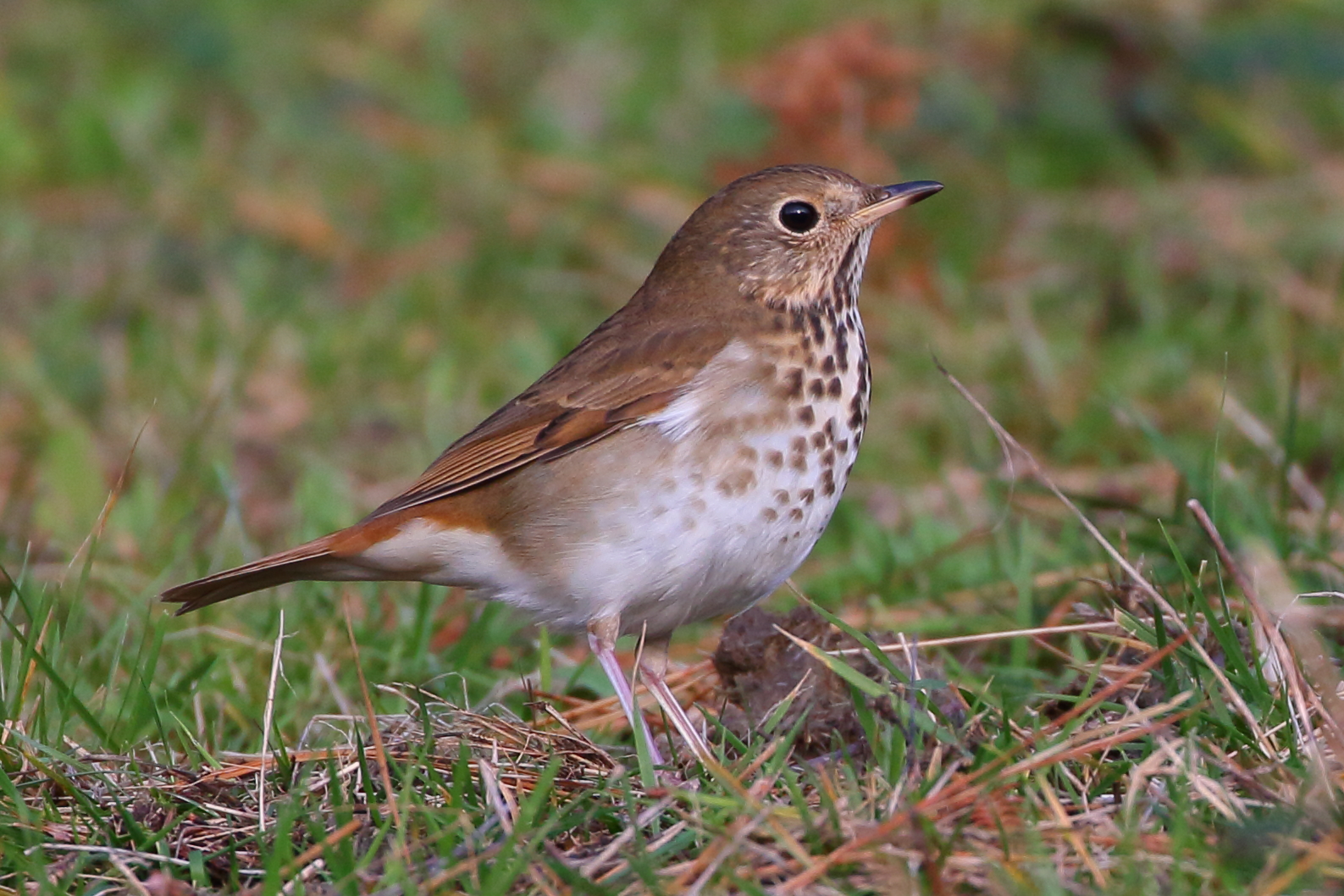 Details : Hermit Thrush - BirdGuides
