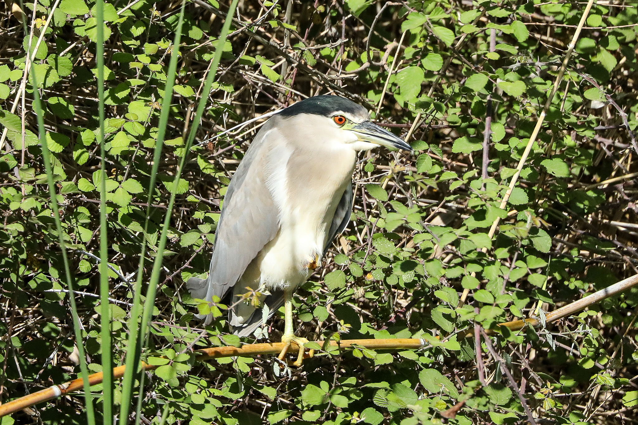 Black-crowned Night Heron by Viv Walker - BirdGuides