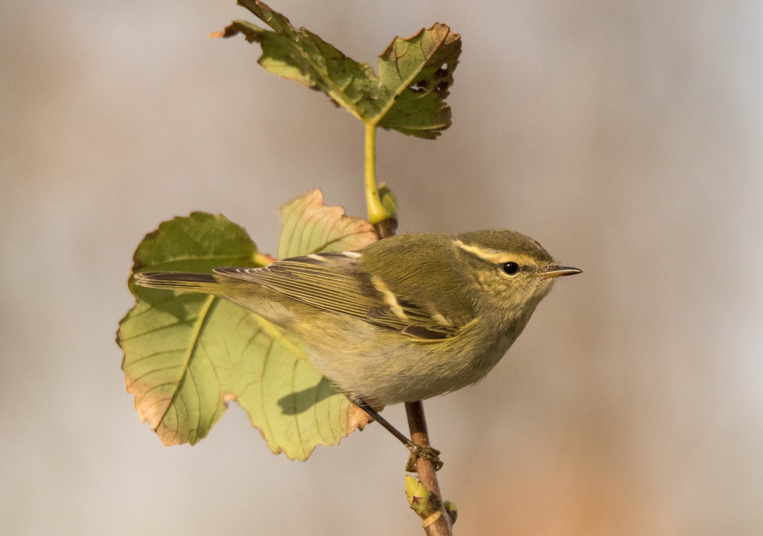 Yellow-browed Warbler by Stephen McDonnell - BirdGuides