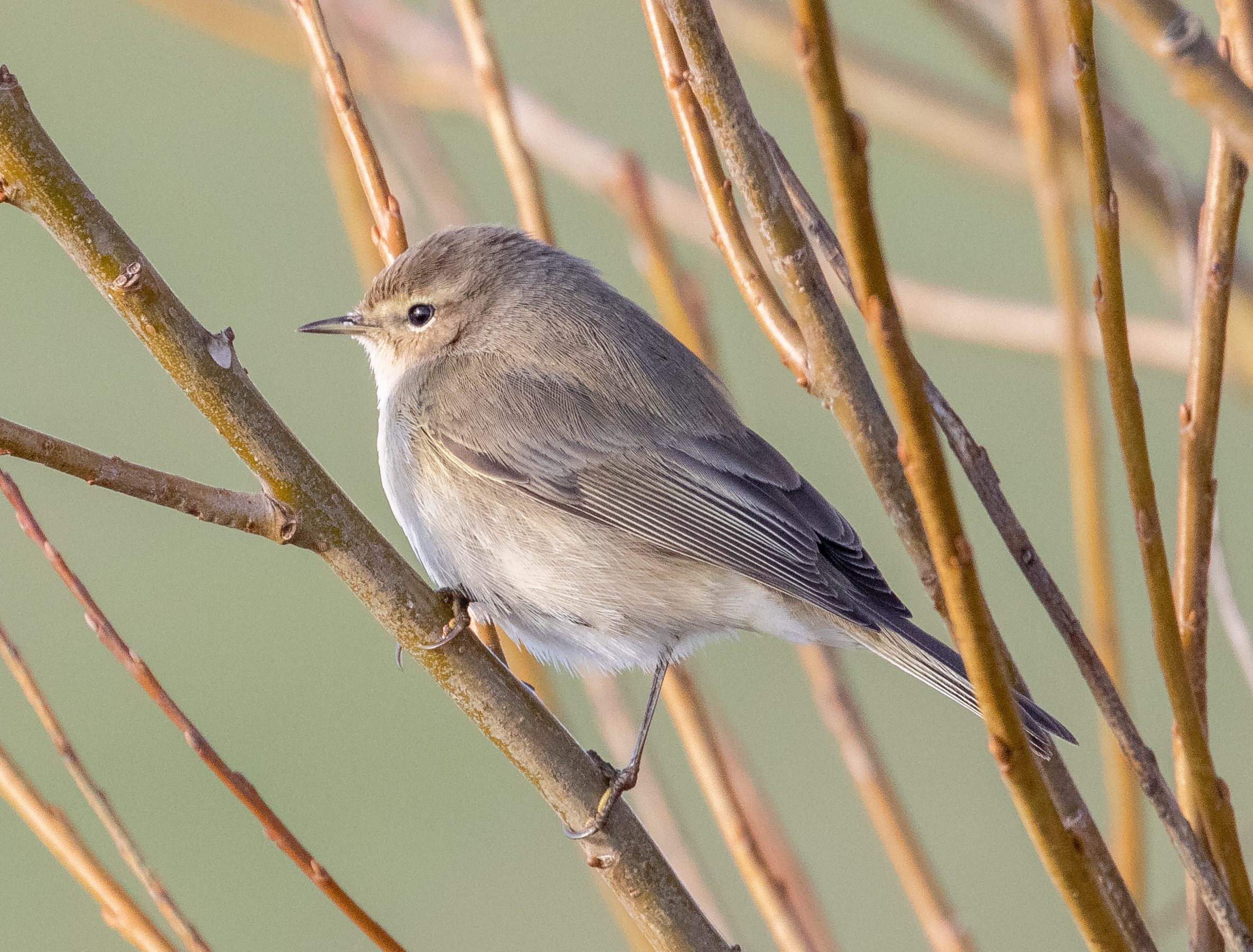 Details : Siberian Chiffchaff - BirdGuides
