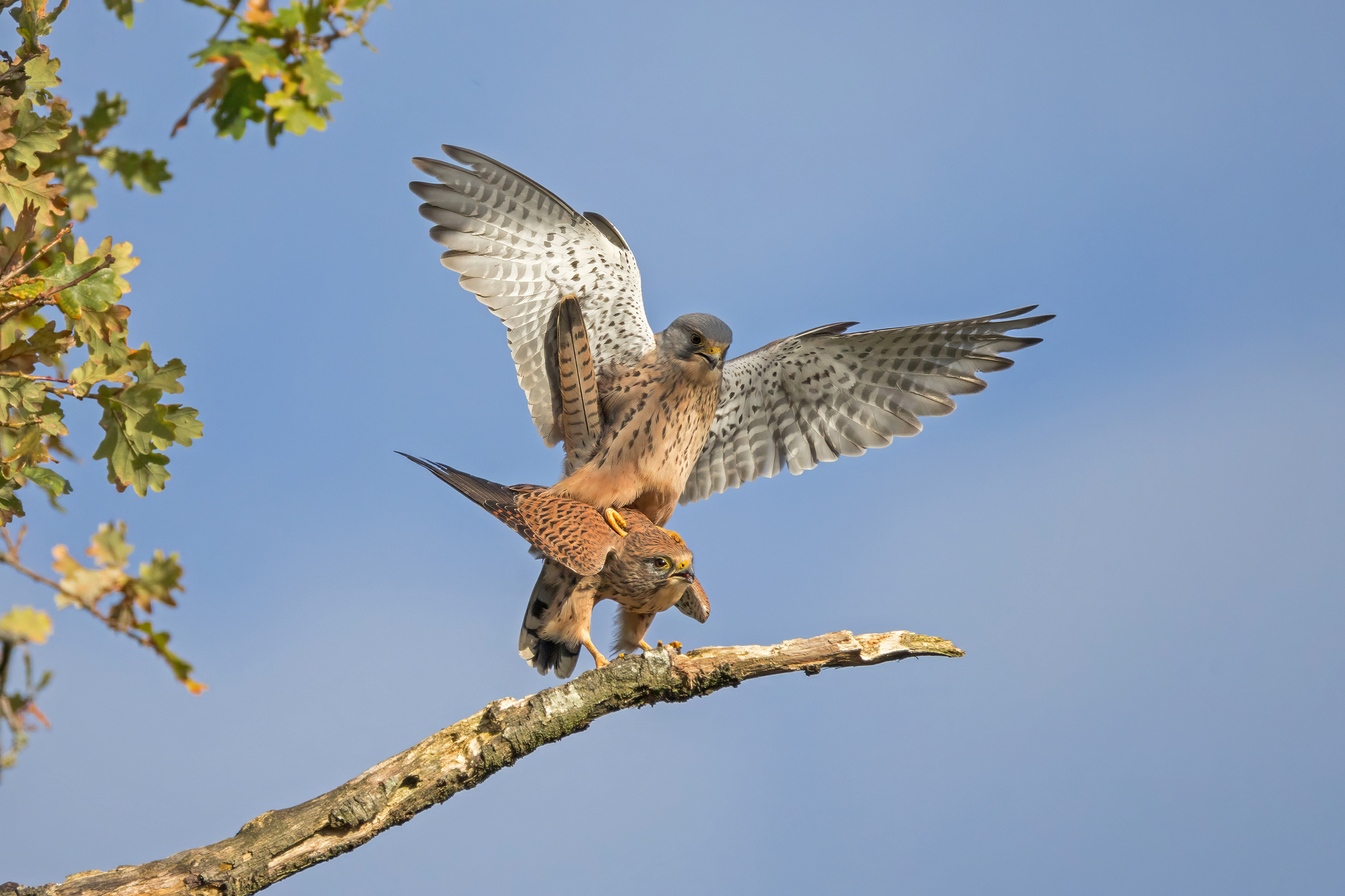 Common Kestrel by Ivan Ellison - BirdGuides
