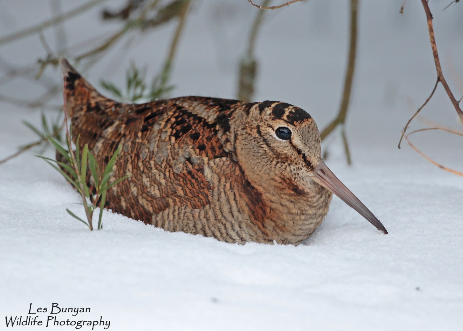 Eurasian Woodcock by Les Bunyan - BirdGuides