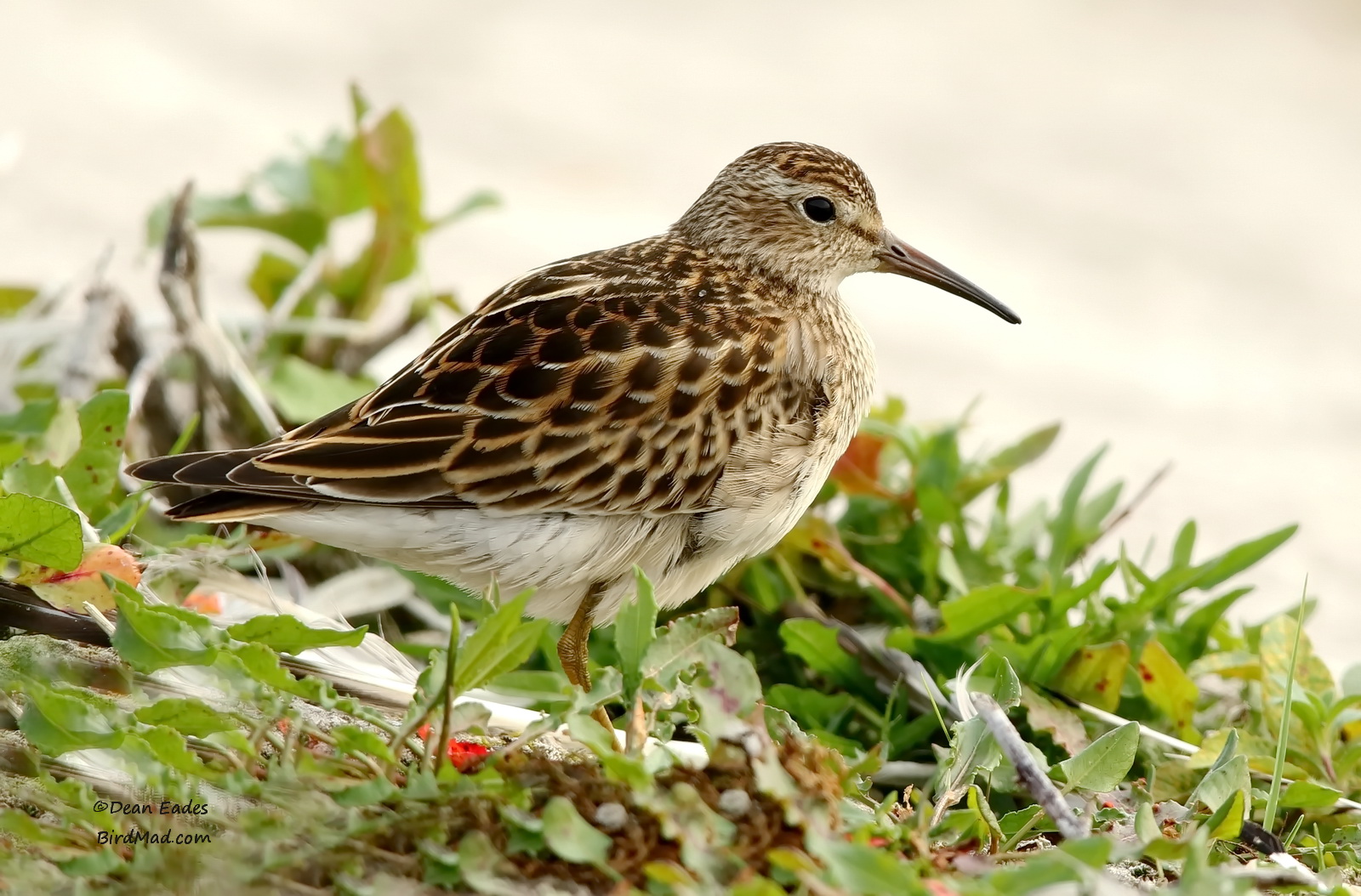 Pectoral Sandpiper by Dean Eades - BirdGuides