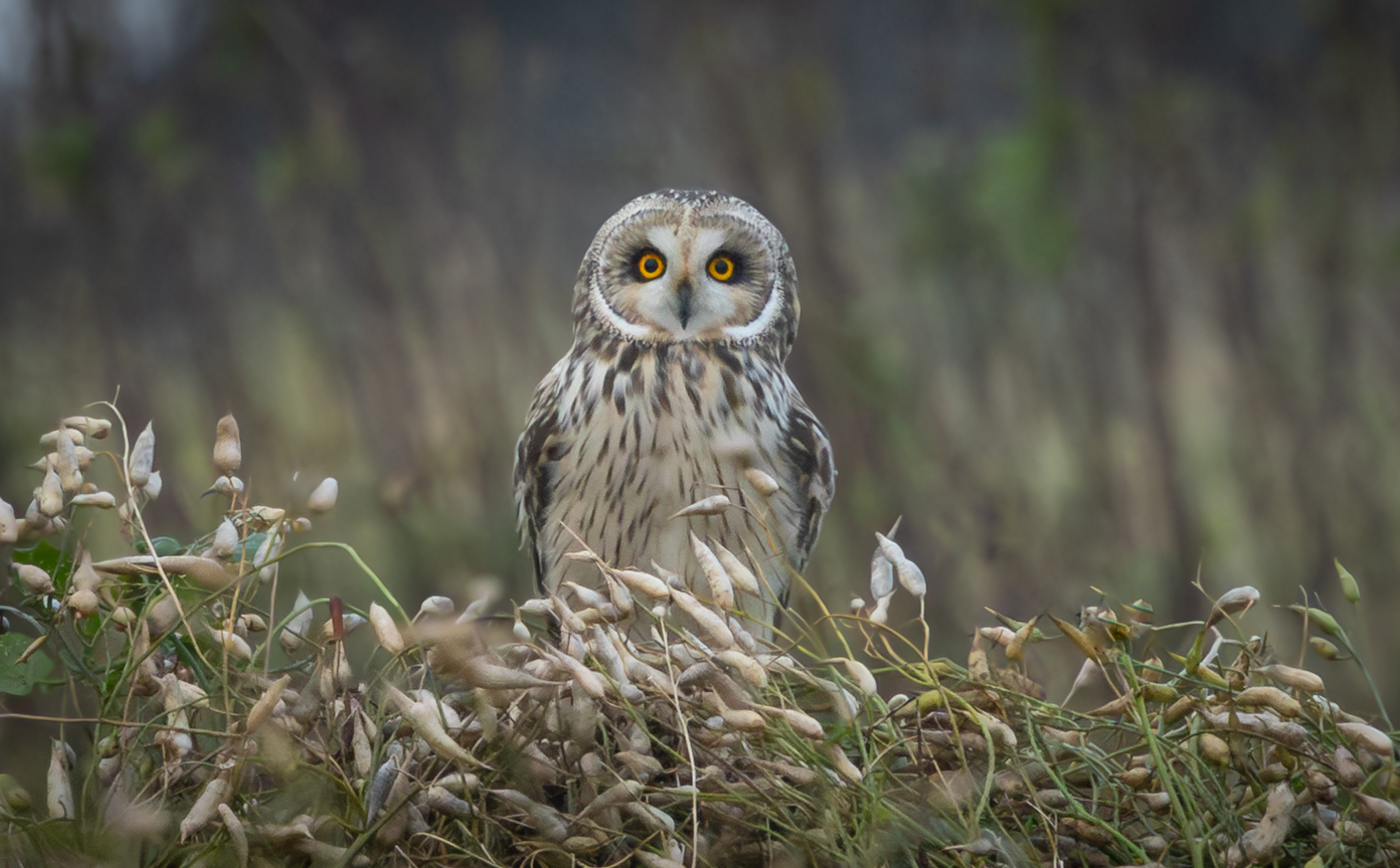 Short-eared Owl by Martin Loftus - BirdGuides