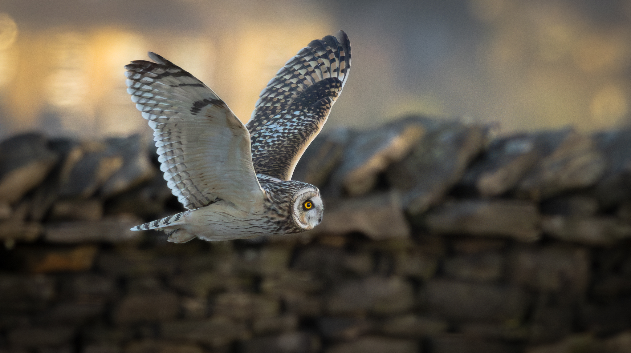 Short-eared Owl by Martin Loftus - BirdGuides