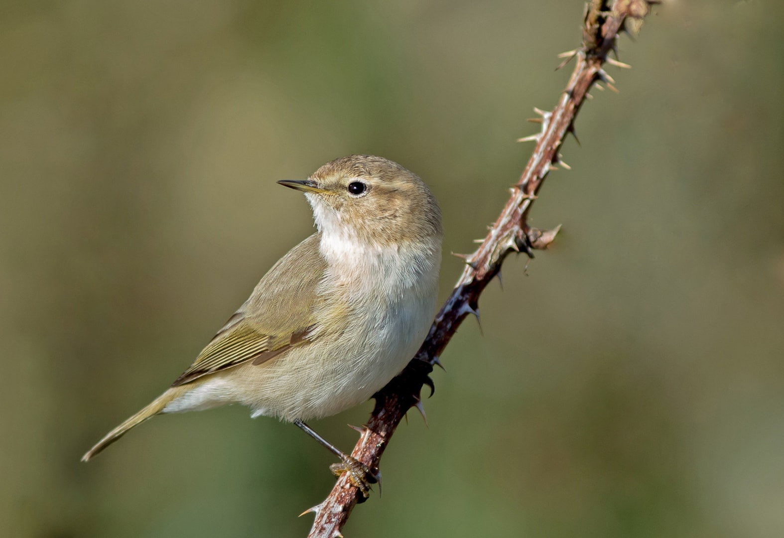 Common Chiffchaff by Jeff Lack - BirdGuides
