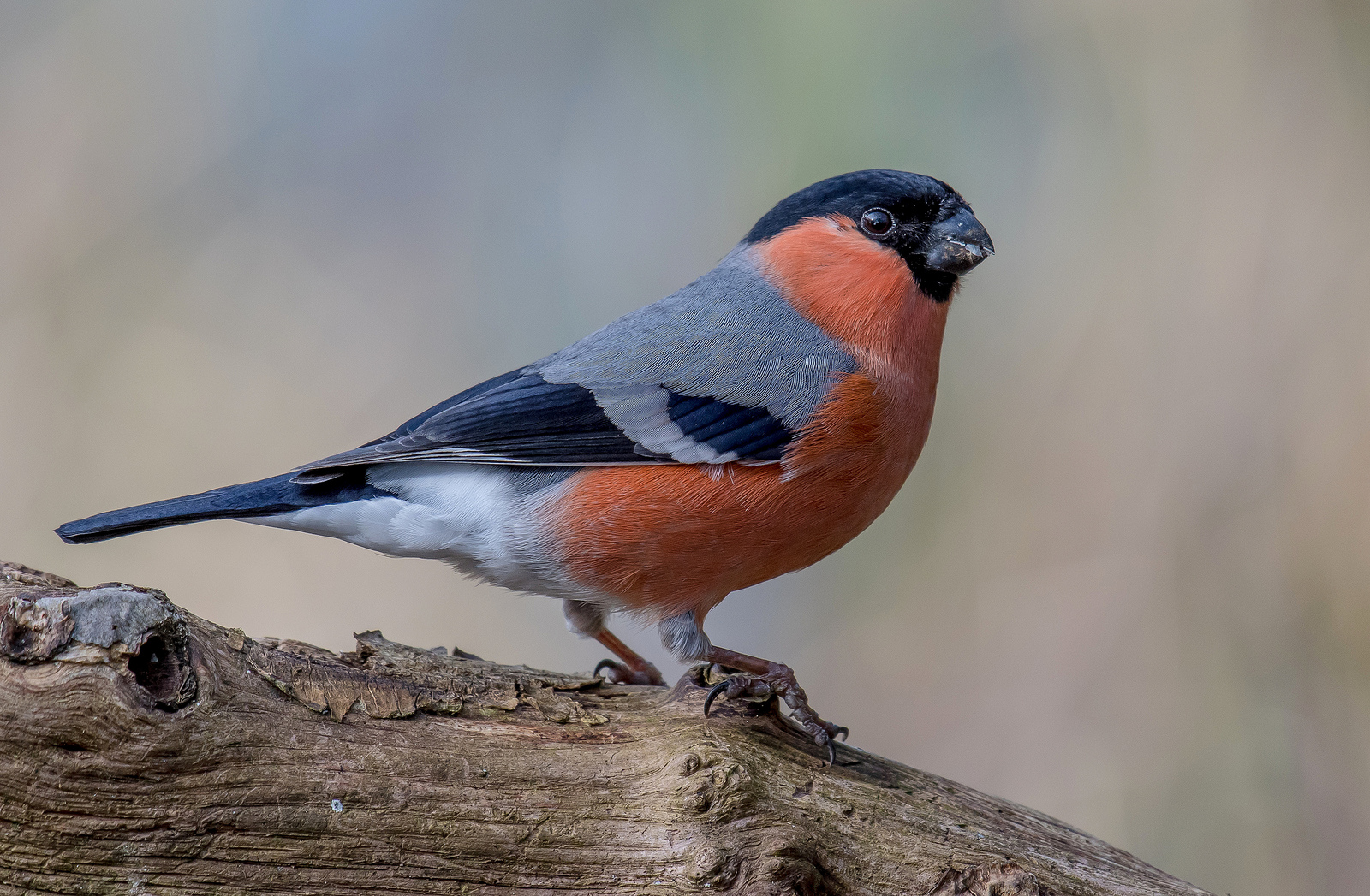 Details : Eurasian Bullfinch - BirdGuides