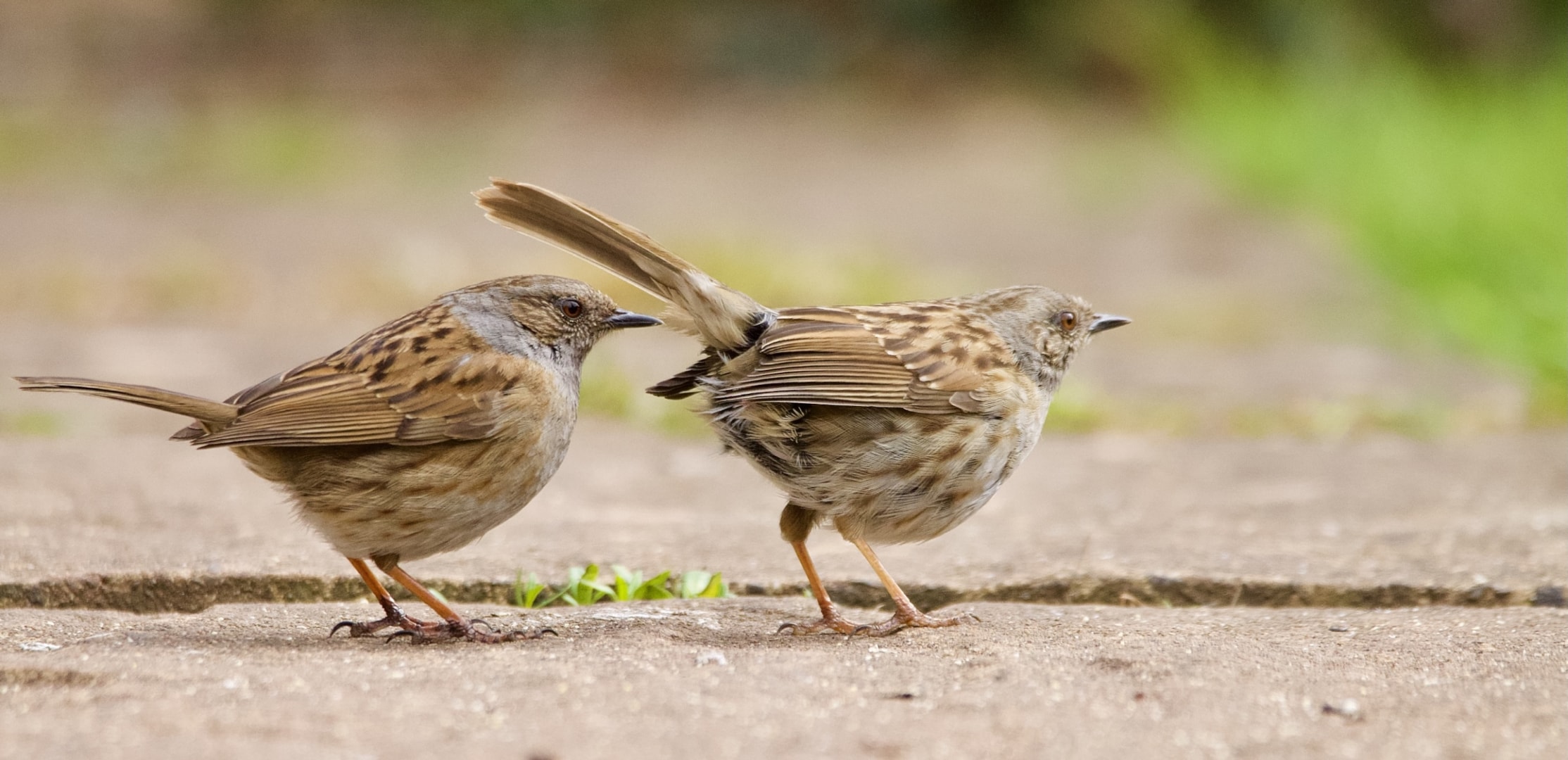 Dunnock by Carol Fourie - BirdGuides