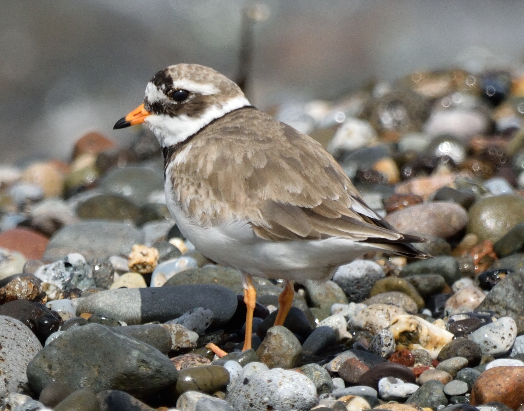 Ringed Plover by Robert Mcveigh - BirdGuides