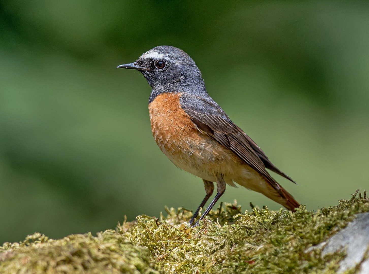 Common Redstart by Jeff Lack - BirdGuides