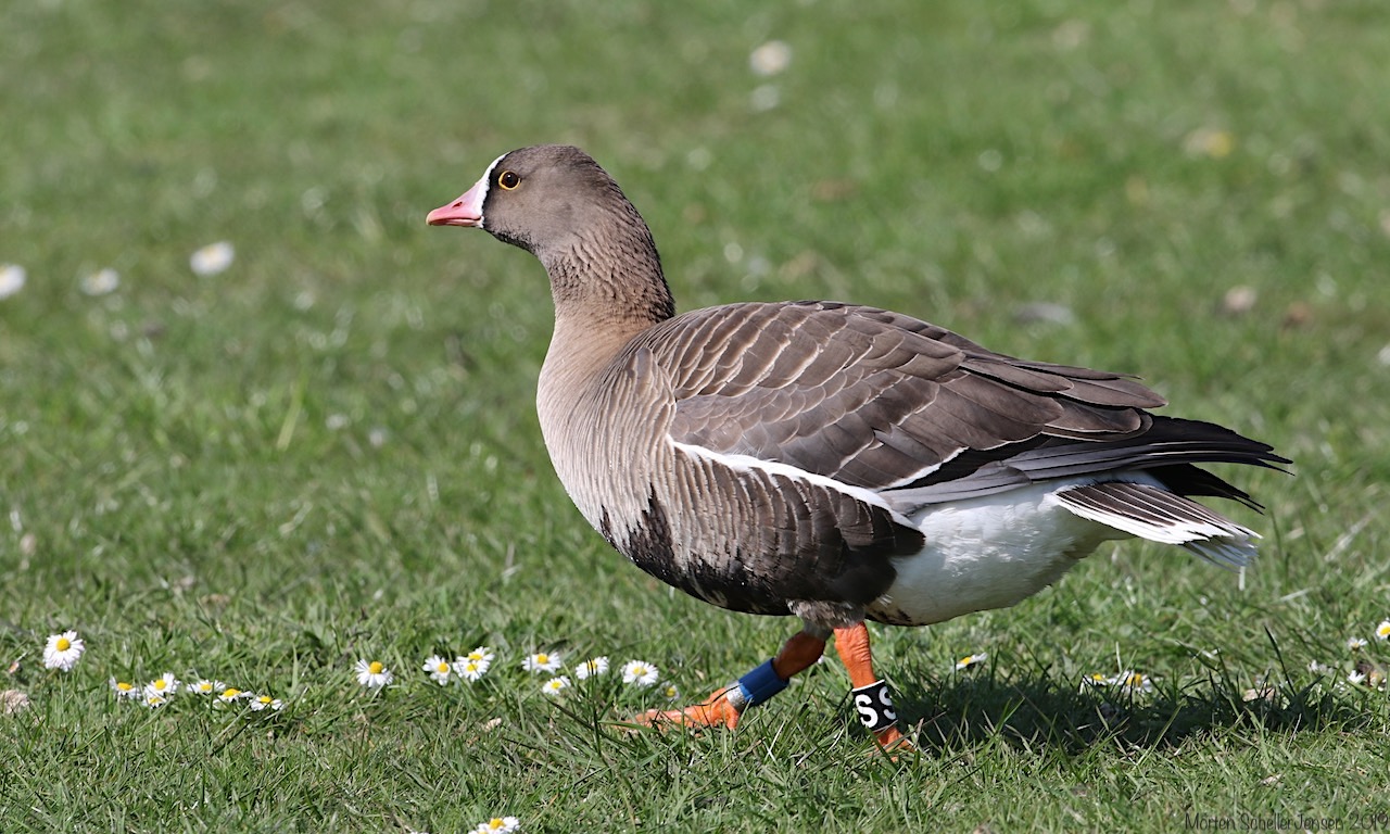 Details : Lesser White-fronted Goose - BirdGuides