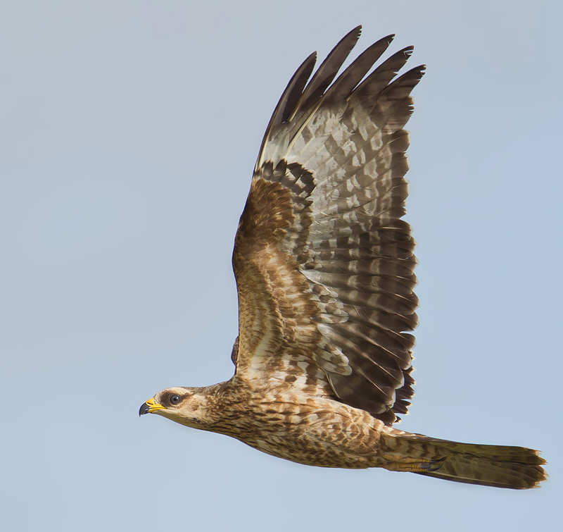 Details : European Honey Buzzard - BirdGuides