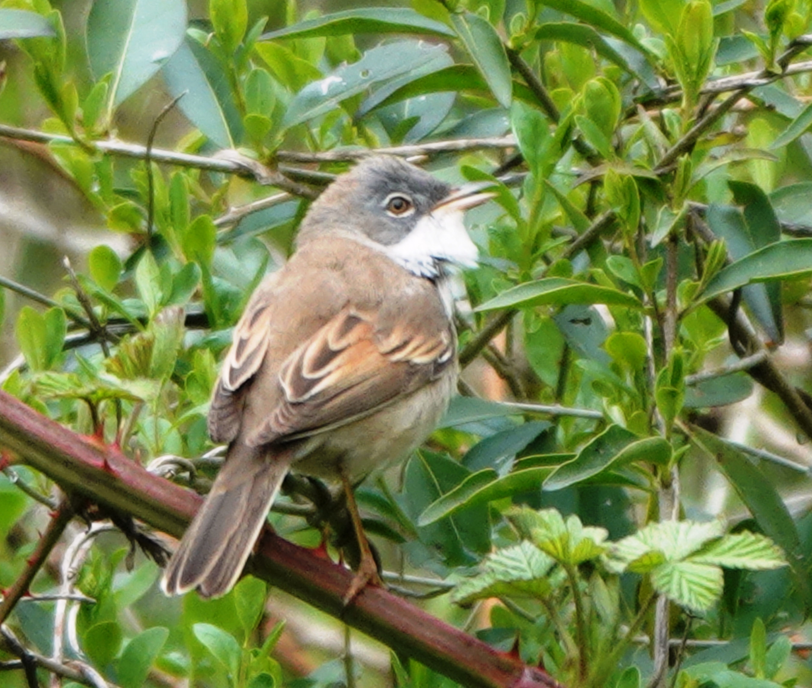 Common Whitethroat by Bill Plumb - BirdGuides