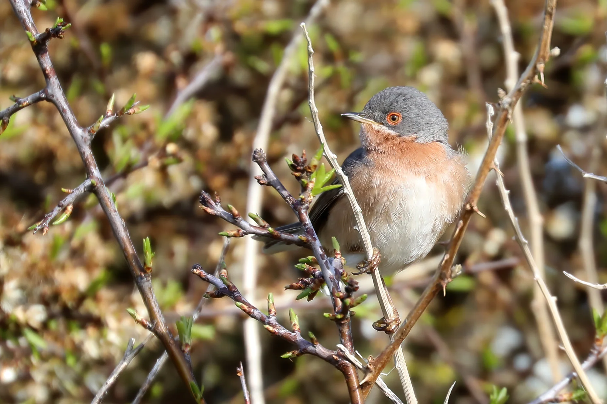 Details : Western Subalpine Warbler - BirdGuides