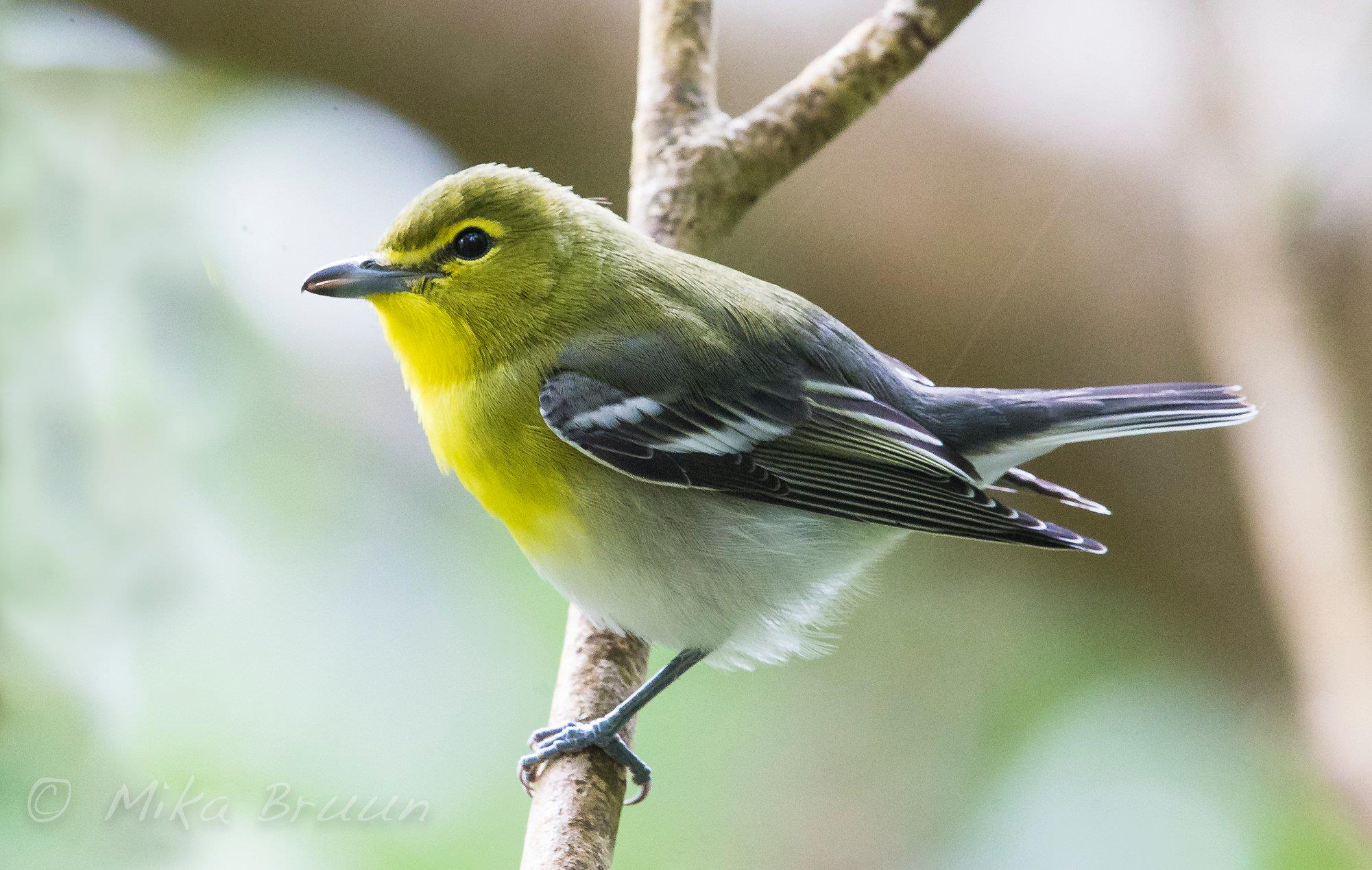 Details : Yellow-throated Vireo - BirdGuides