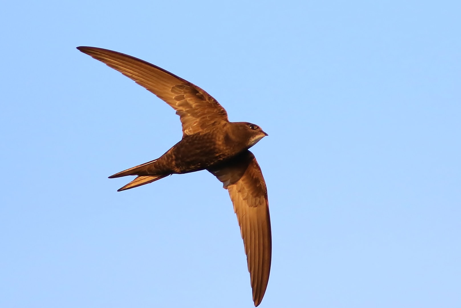 Common Swift by Steven Higginbottom - BirdGuides