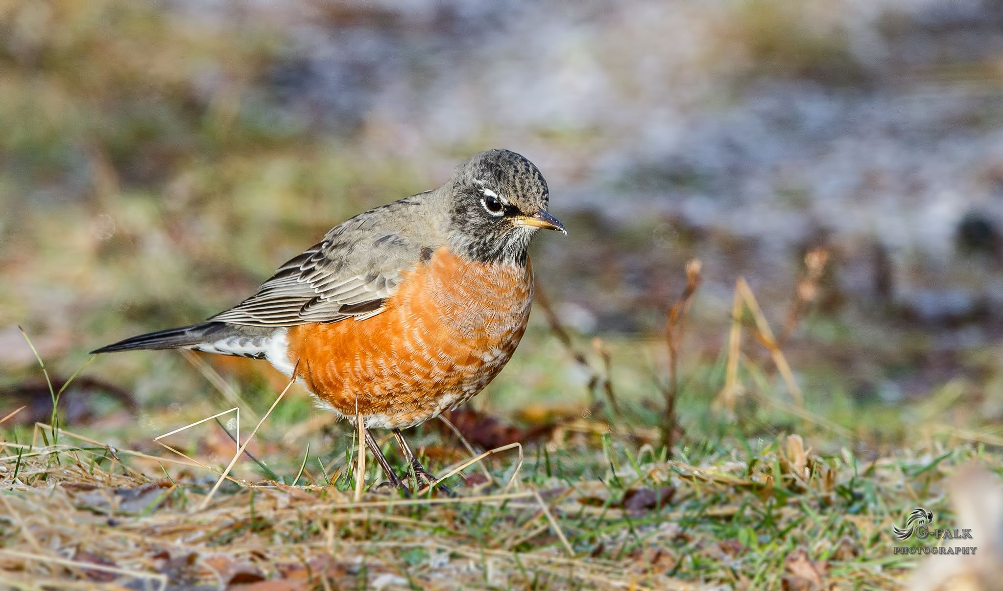 Details : American Robin - BirdGuides