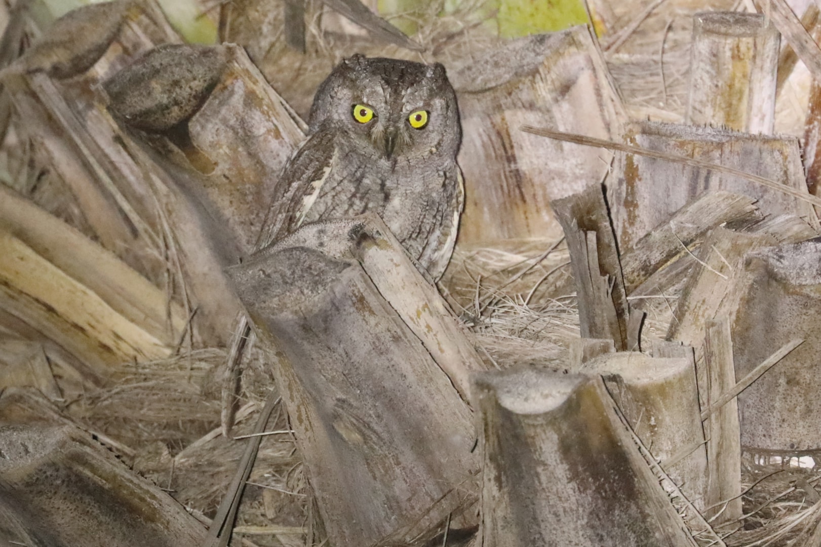 Eurasian Scops Owl by Matthew Mellor - BirdGuides
