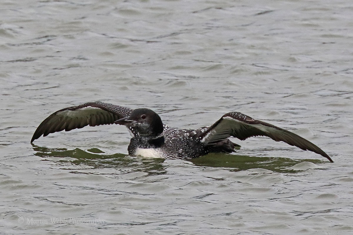 Great Northern Diver by Martin Webb - BirdGuides