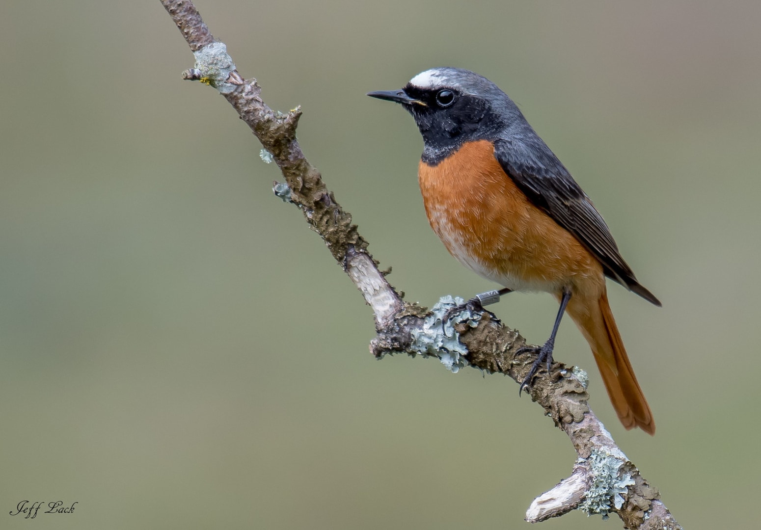 Common Redstart by Jeff Lack - BirdGuides
