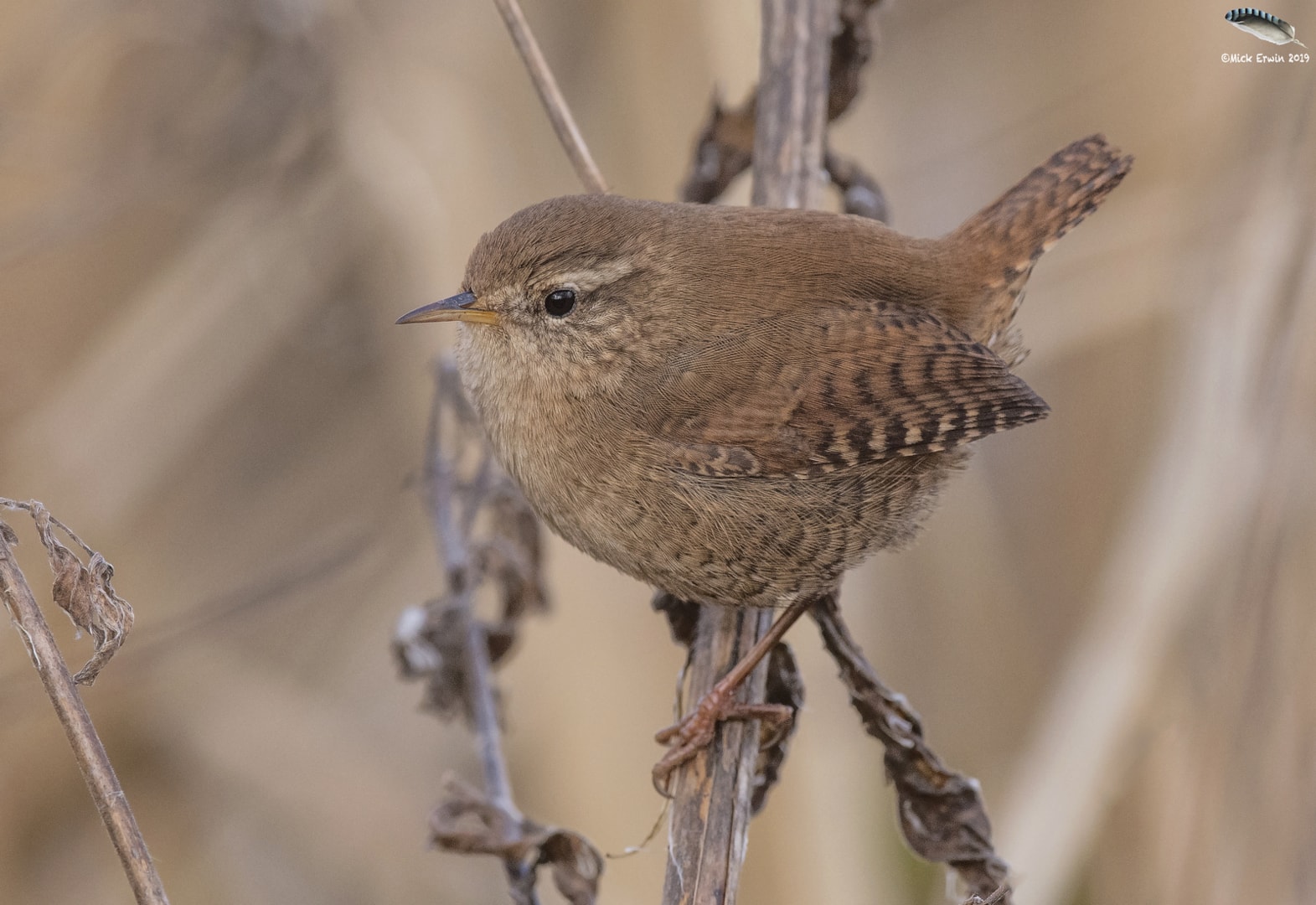 Eurasian Wren by Michael Erwin - BirdGuides