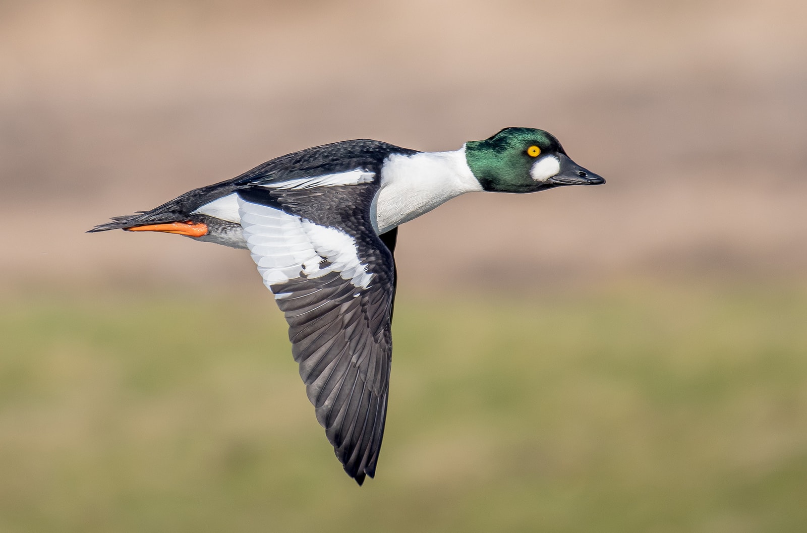 Common Goldeneye by Jeff Lack - BirdGuides
