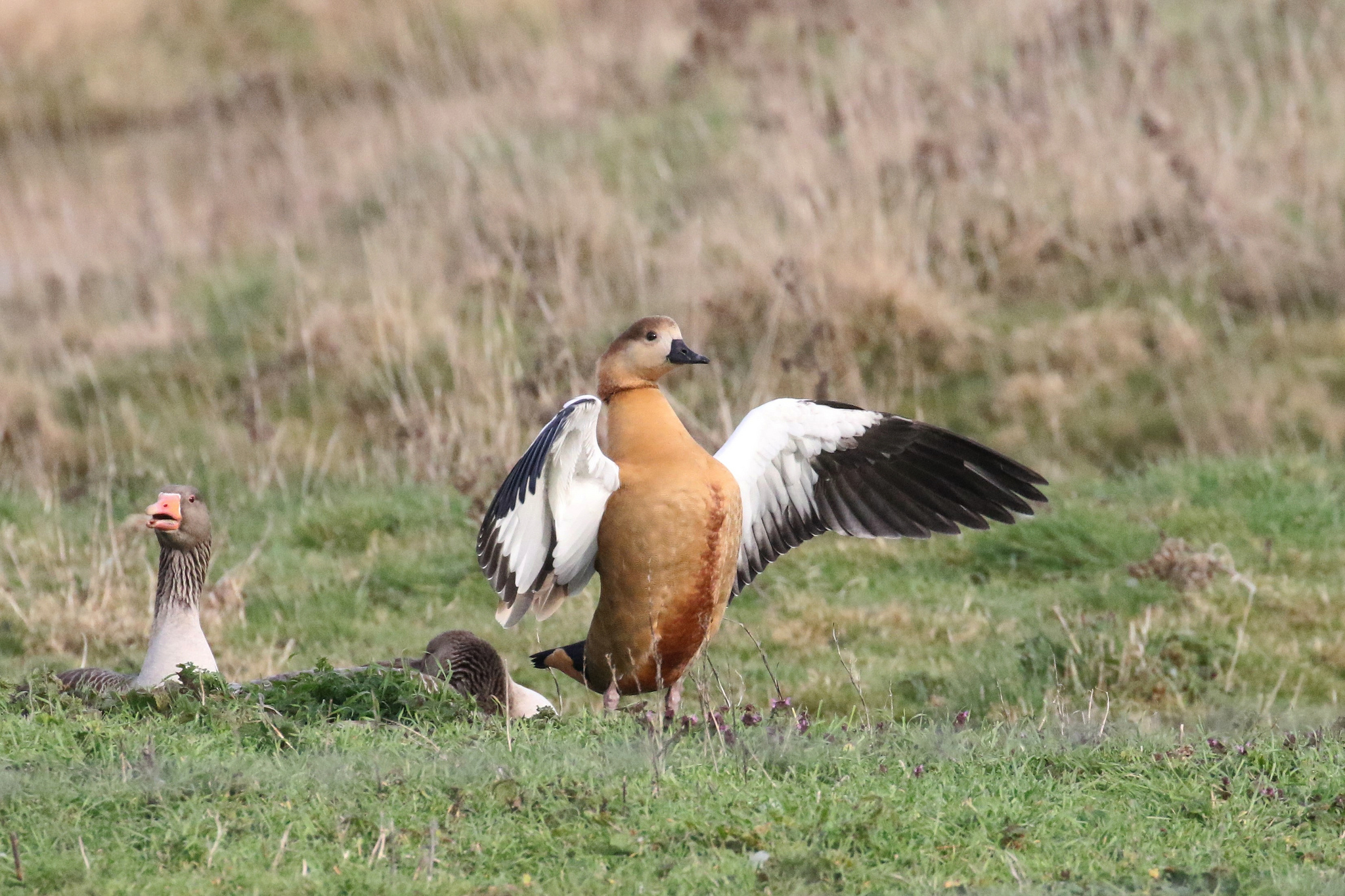 Ruddy Shelduck by Matthew Mellor - BirdGuides