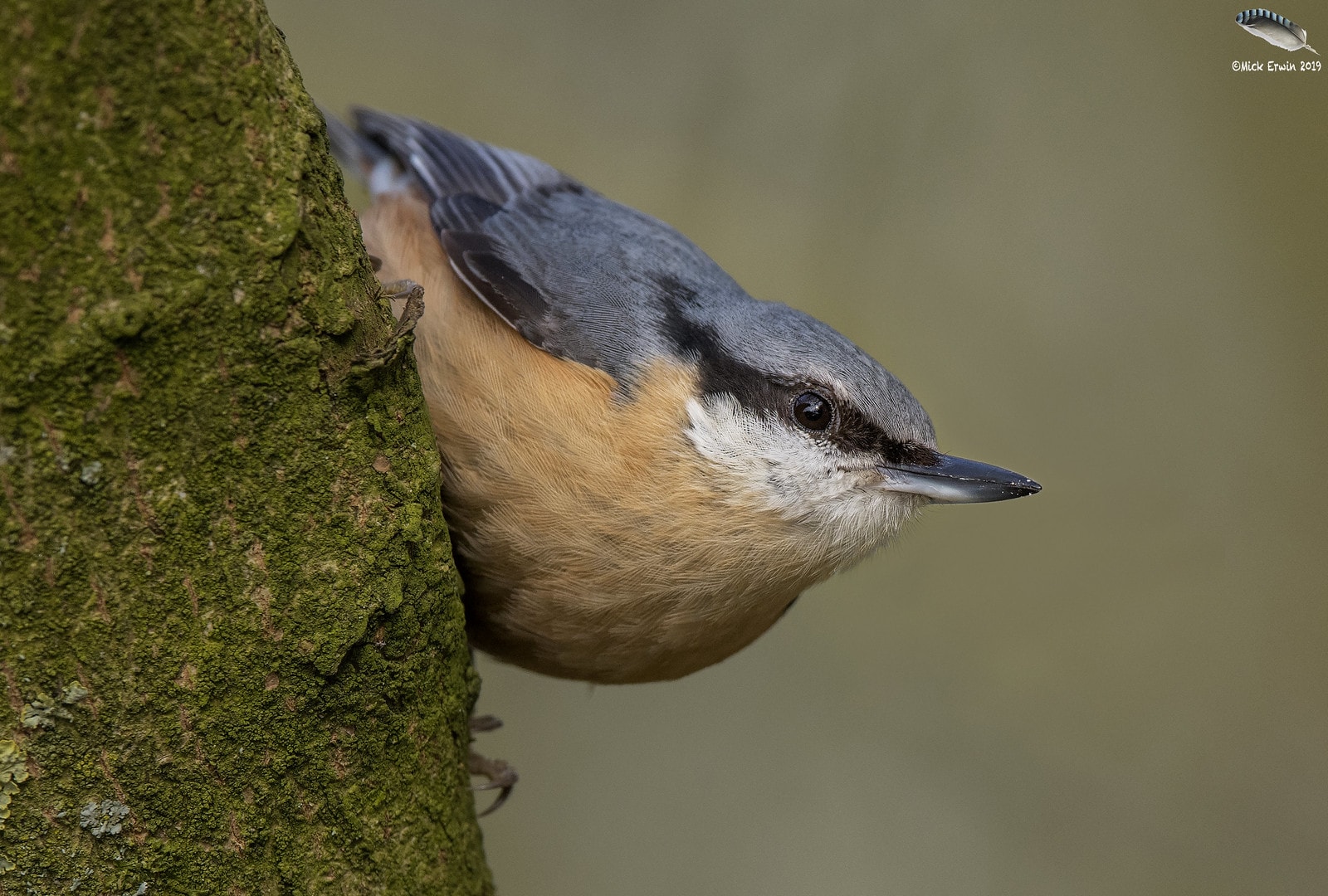 Eurasian Nuthatch by Michael Erwin - BirdGuides