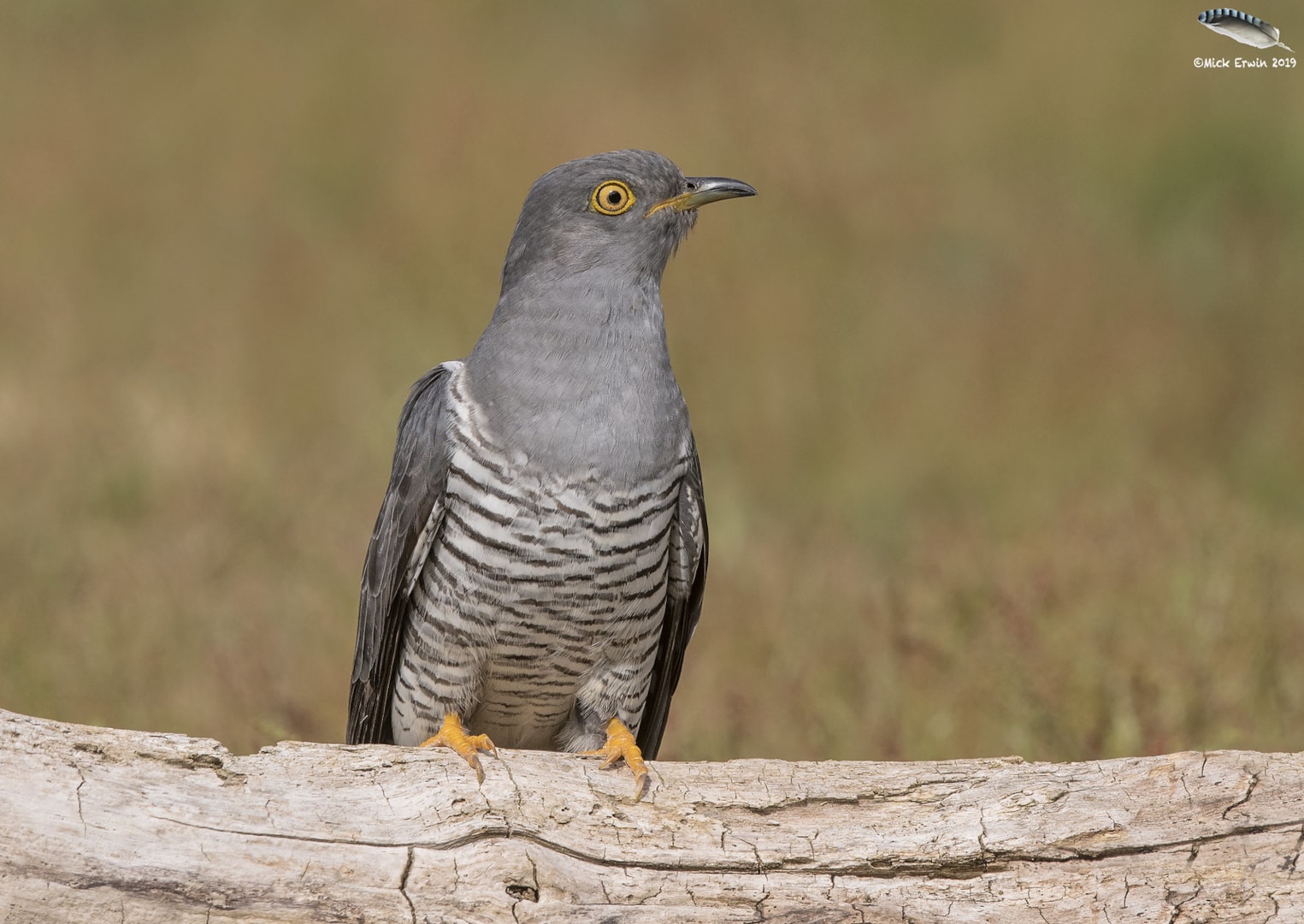 Common Cuckoo by Michael Erwin - BirdGuides