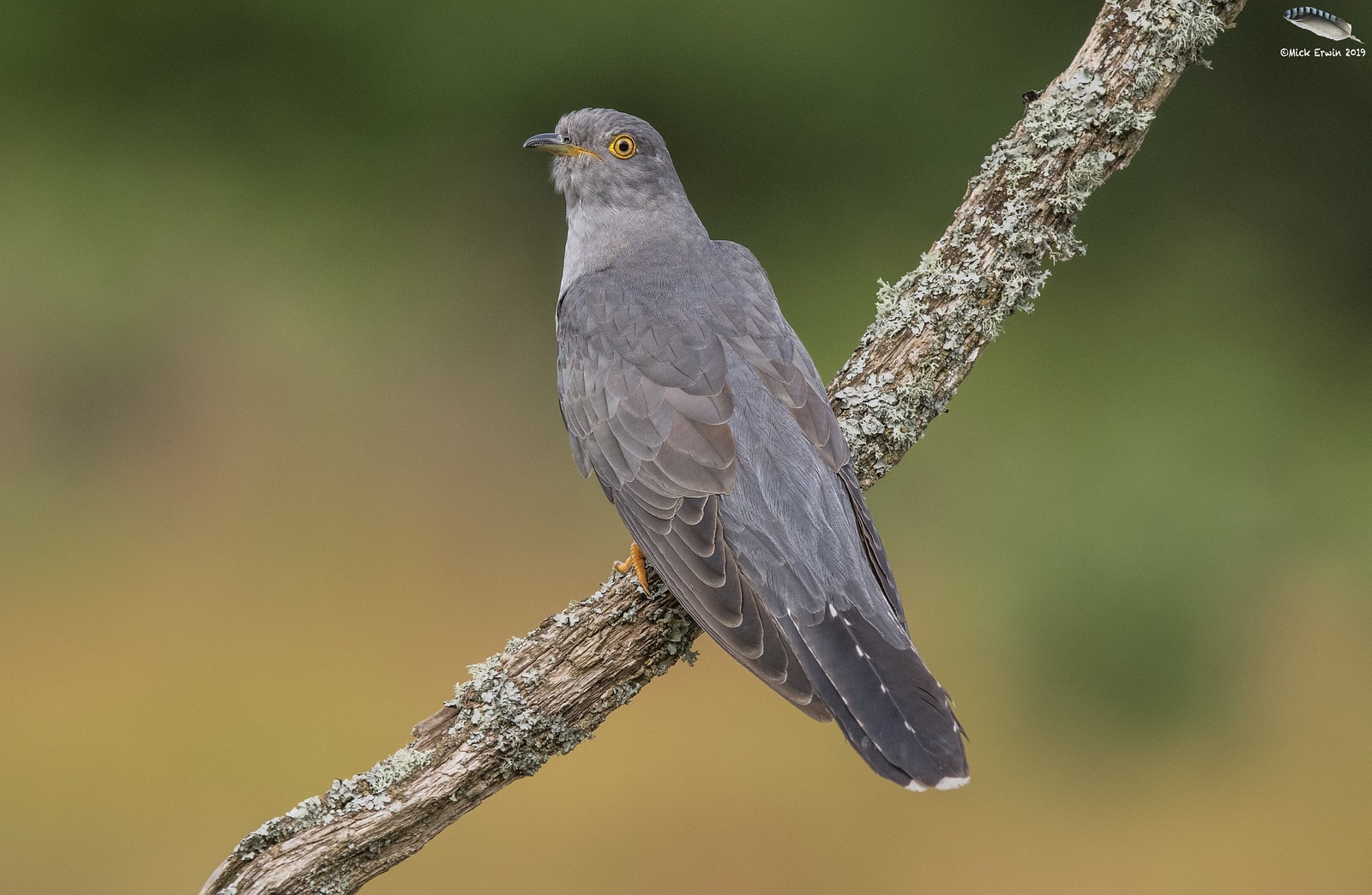 Common Cuckoo by Michael Erwin - BirdGuides