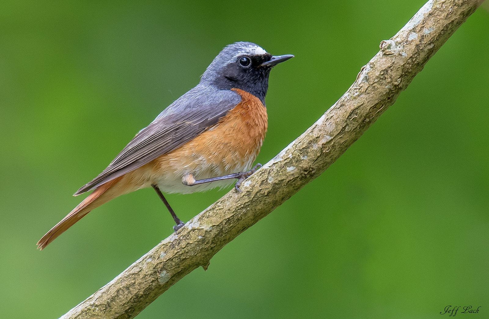 Common Redstart by Jeff Lack - BirdGuides