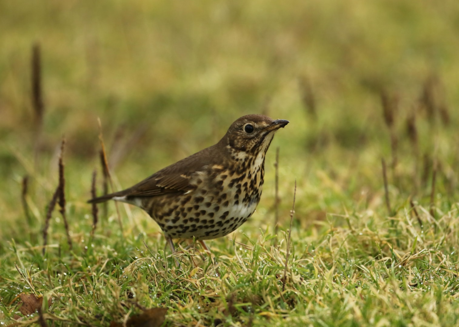 Song Thrush by Jon Mercer - BirdGuides