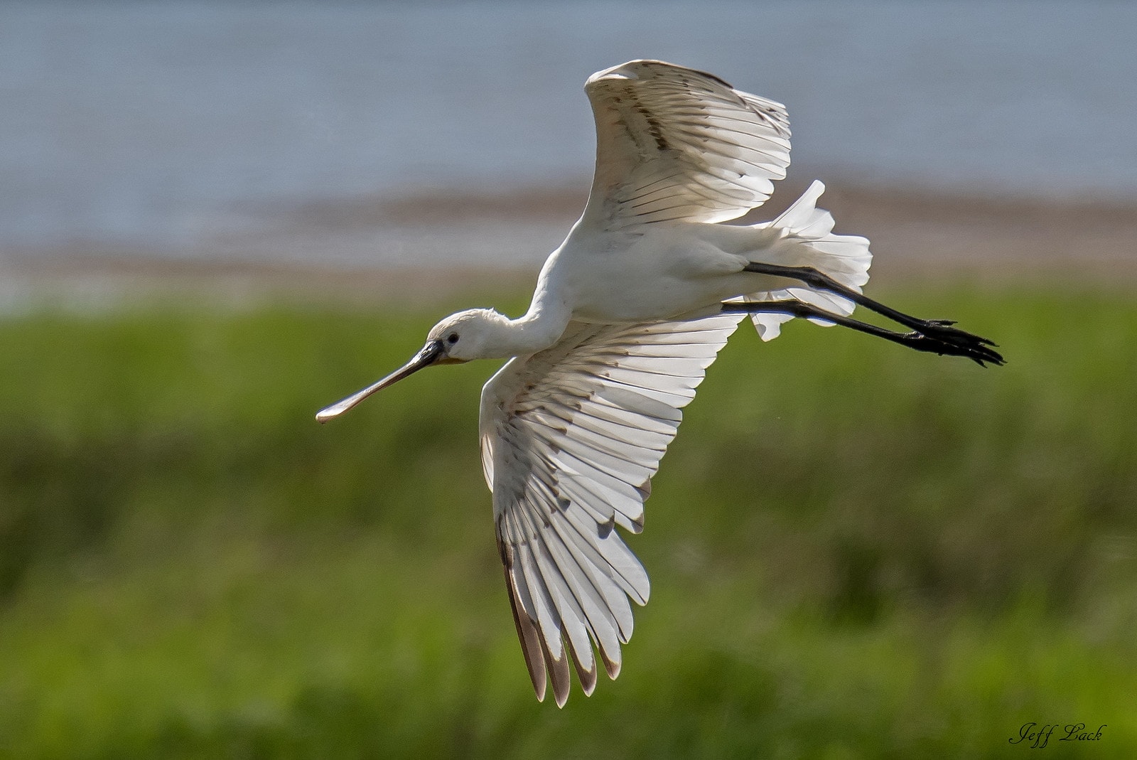 Eurasian Spoonbill by Jeff Lack - BirdGuides