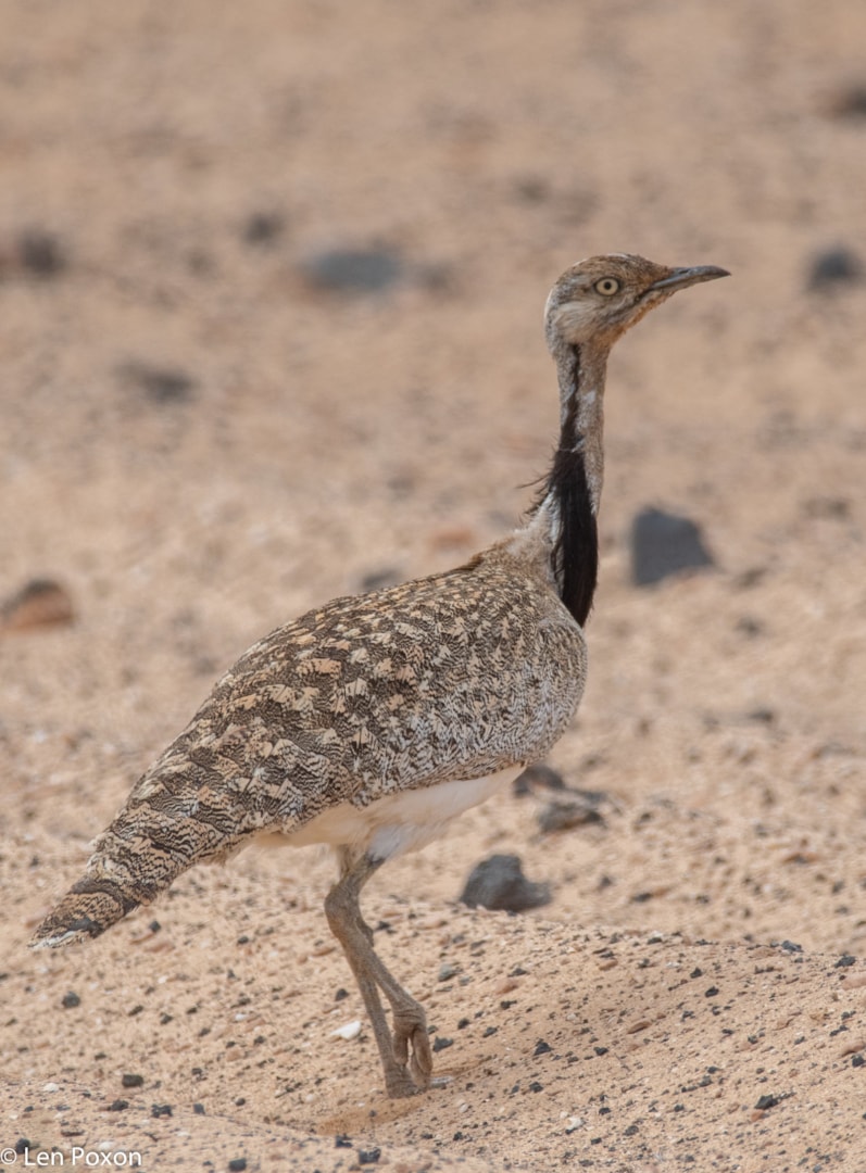 Houbara Bustard by Leonard Poxon - BirdGuides