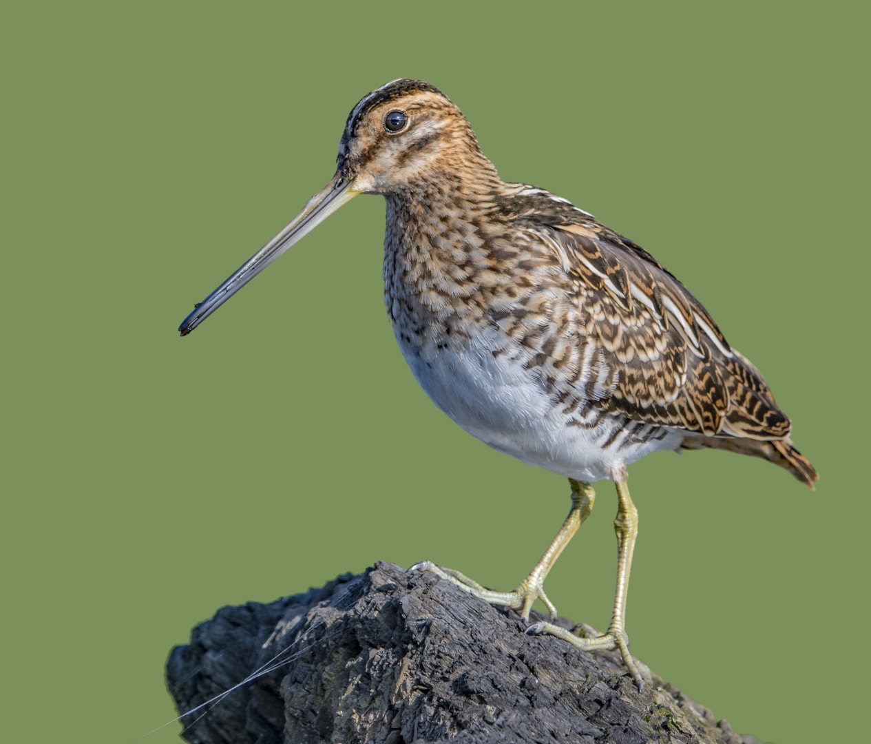 Common Snipe by Martyn Jones - BirdGuides