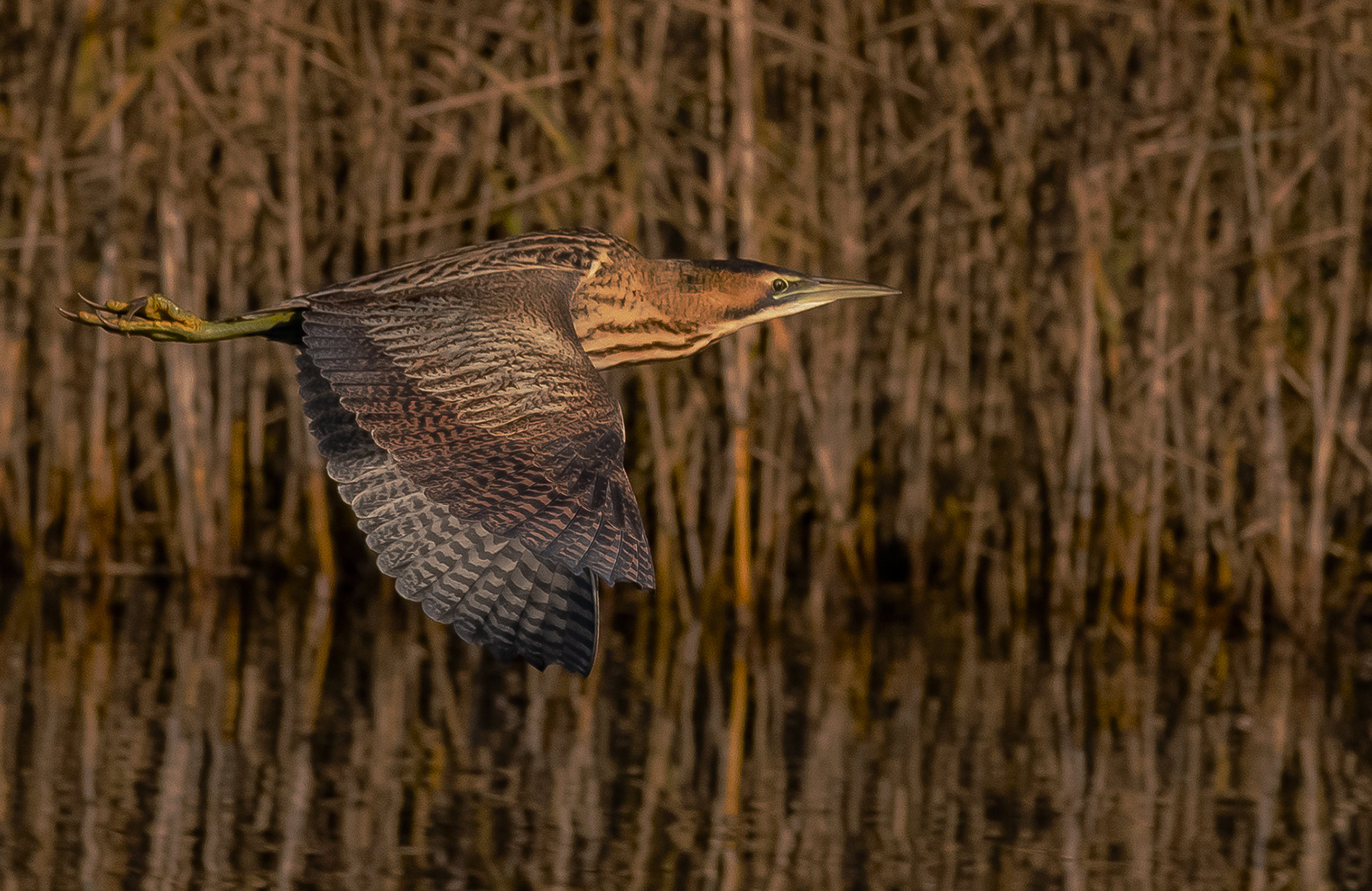 Eurasian Bittern by Richard Venn - BirdGuides