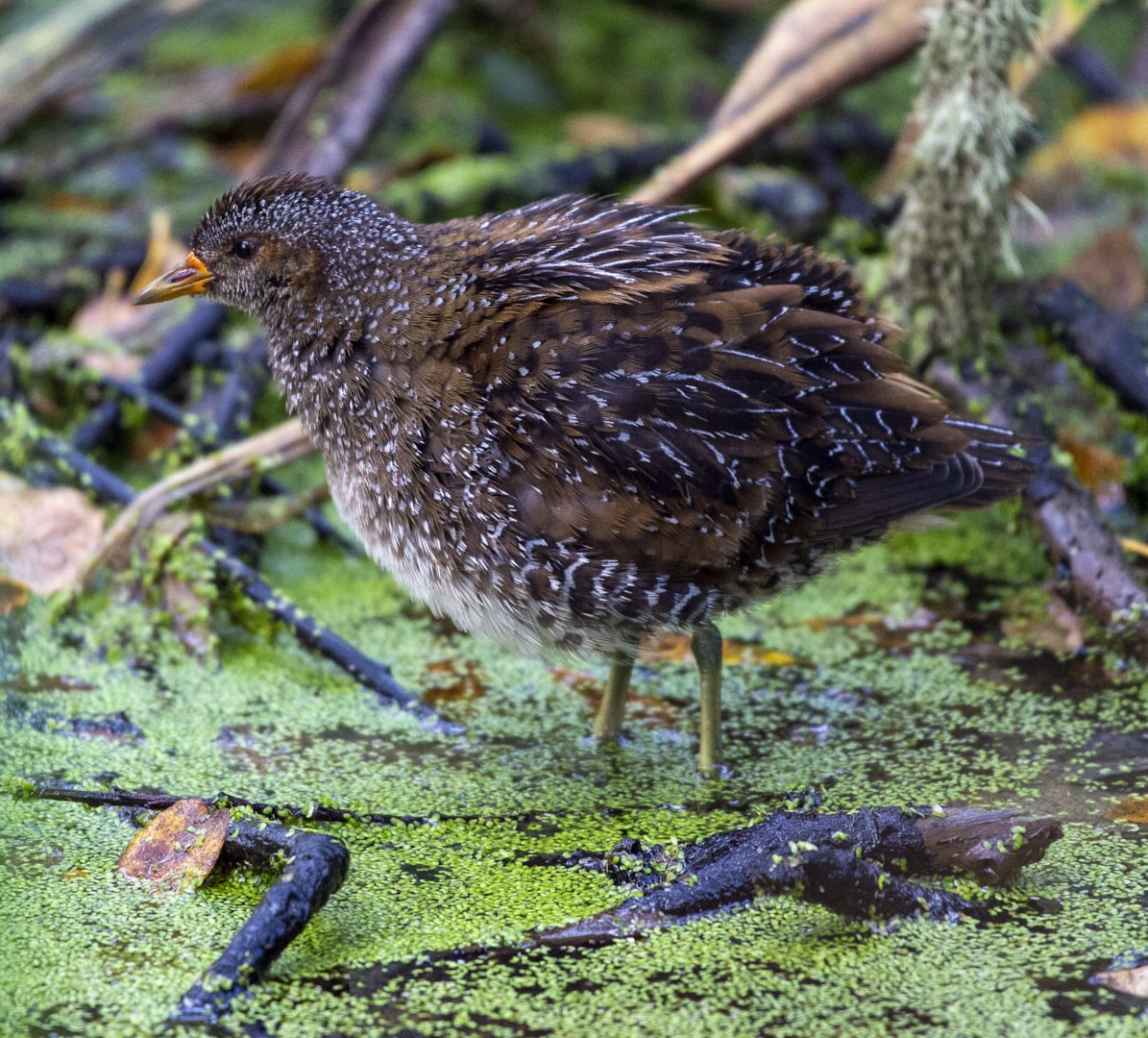 Spotted Crake by Ian Teague - BirdGuides