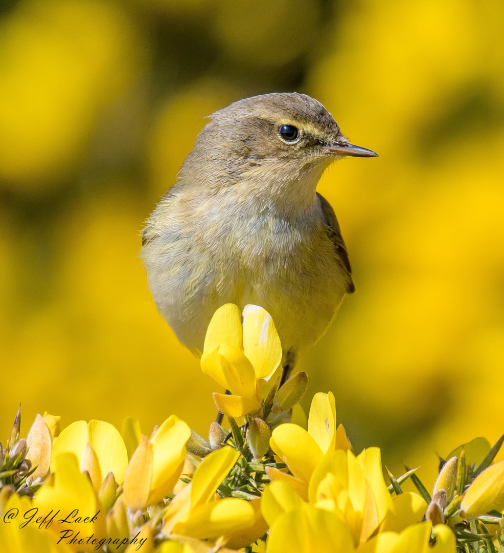 Common Chiffchaff by Jeff Lack - BirdGuides
