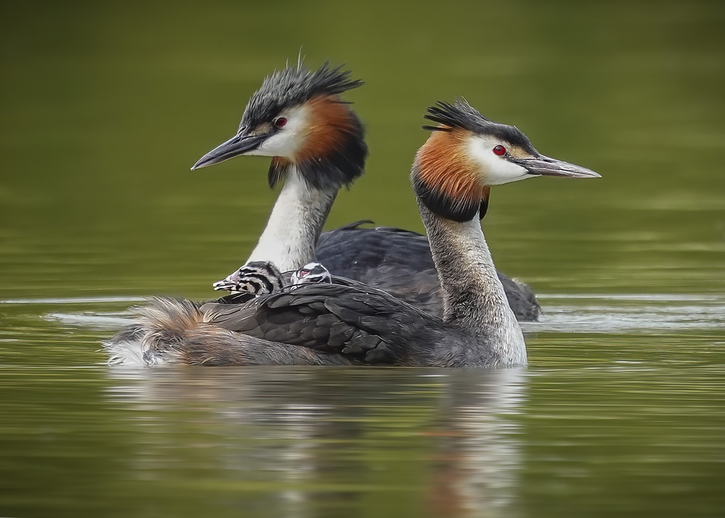 Great Crested Grebe by Robert Booth - BirdGuides