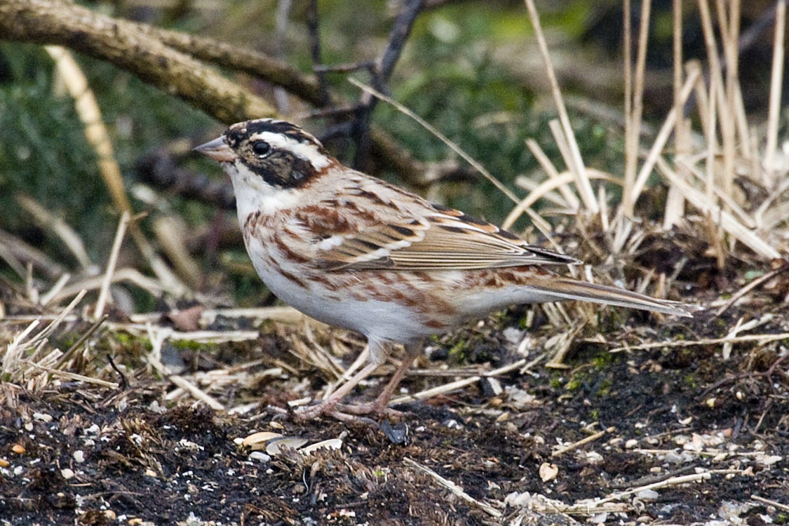 Rustic Bunting by Andrew Pickett - BirdGuides