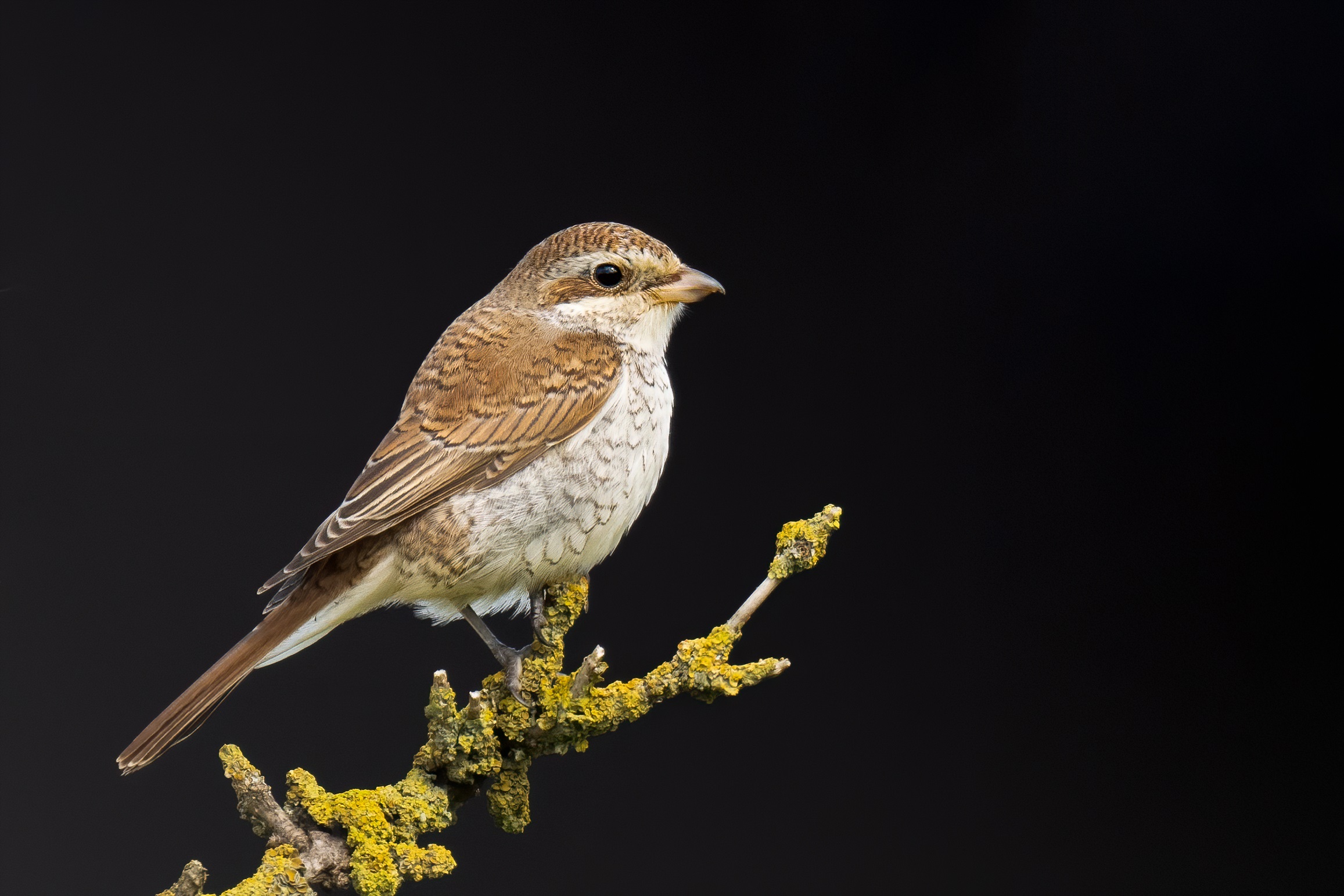 Birdwatching Sites in Gloucestershire - BirdGuides